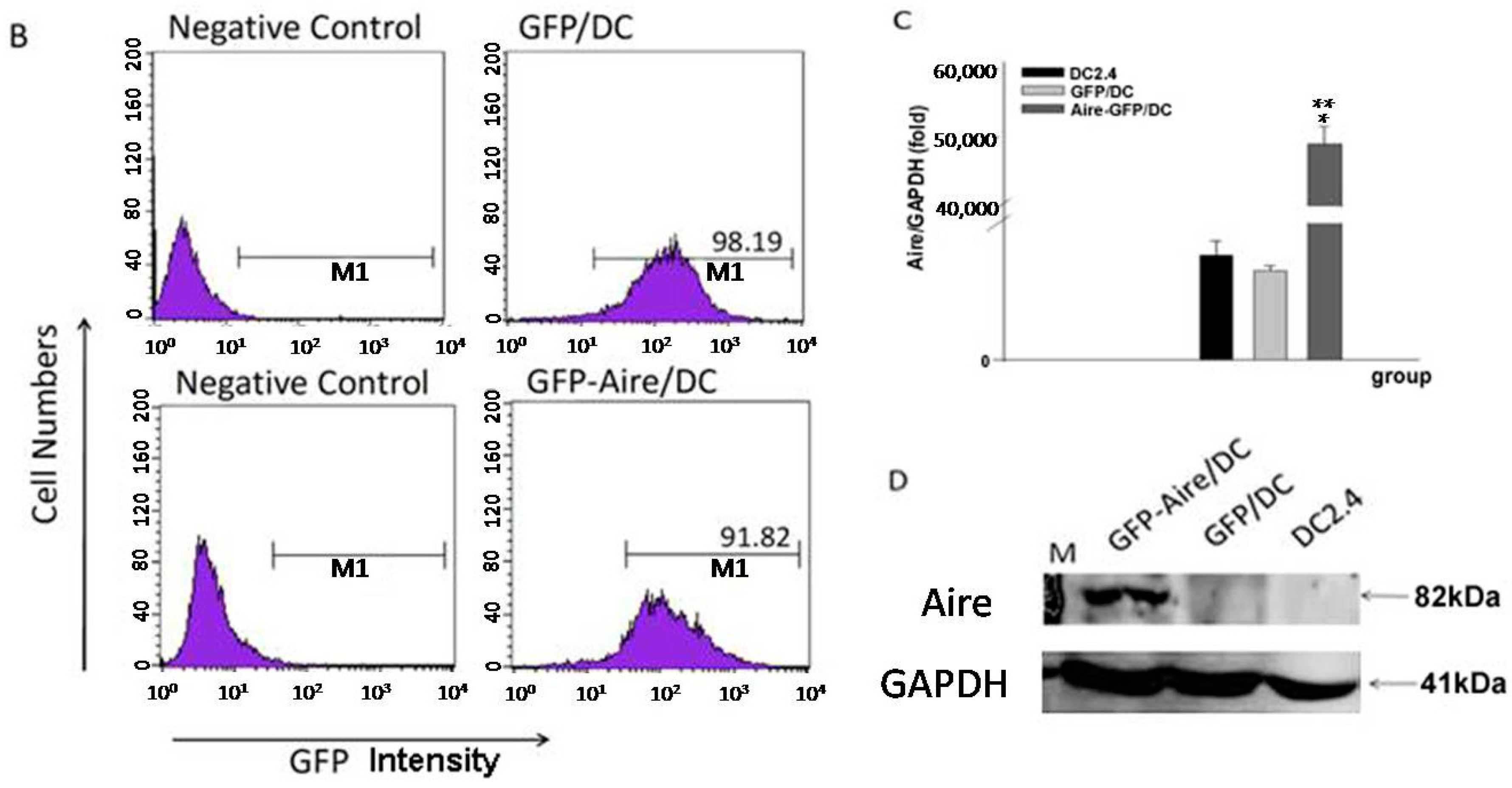 IJMS | Free Full-Text | Autoimmune Regulator Expression in DC2.4 Cells ... IJMS | Free Full-Text | Autoimmune Regulator Expression in DC2.4 Cells ...
