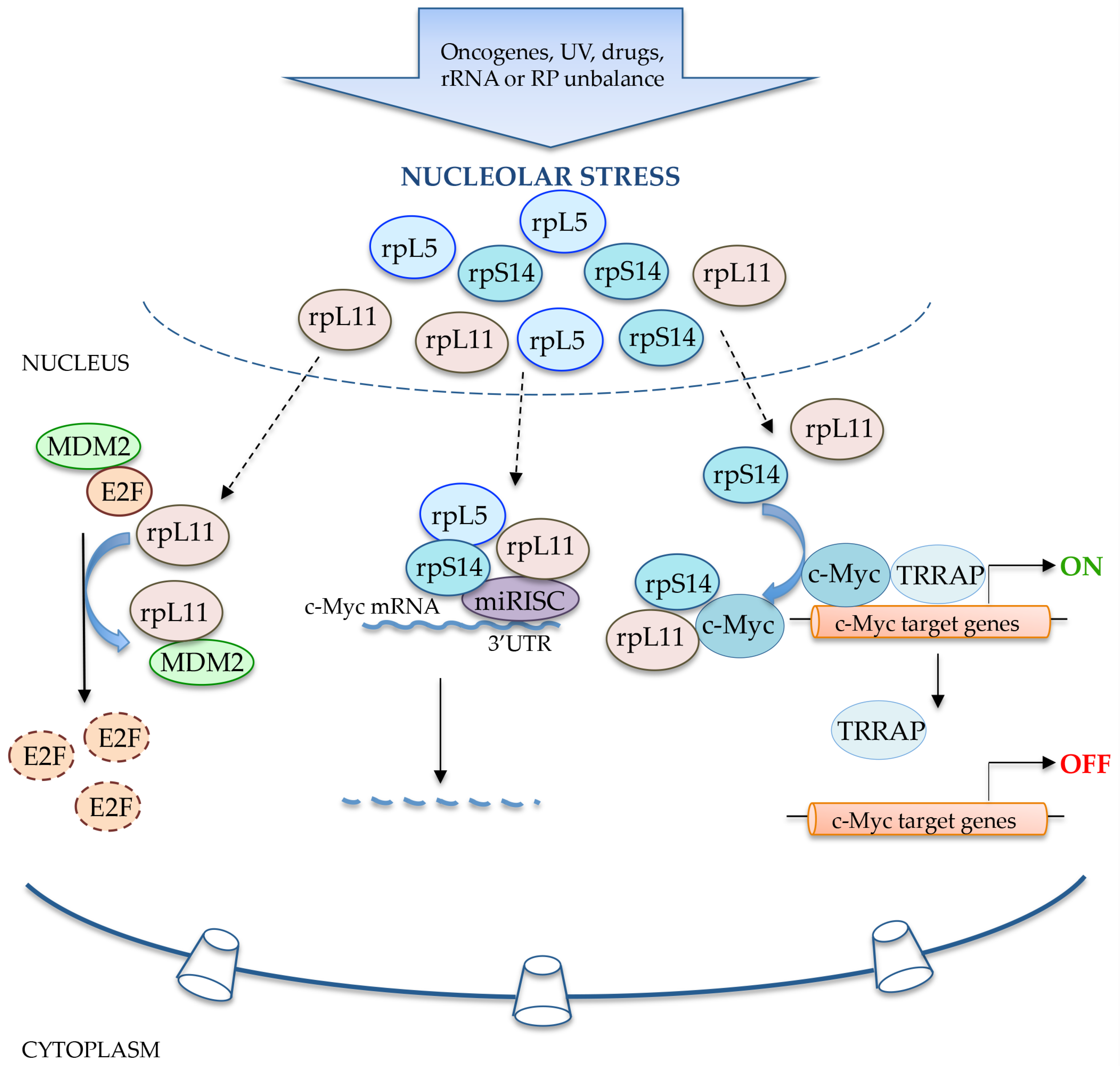 IJMS | Free Full-Text | Ribosomal Proteins Control or Bypass p53 during Nucleolar Stress | HTML