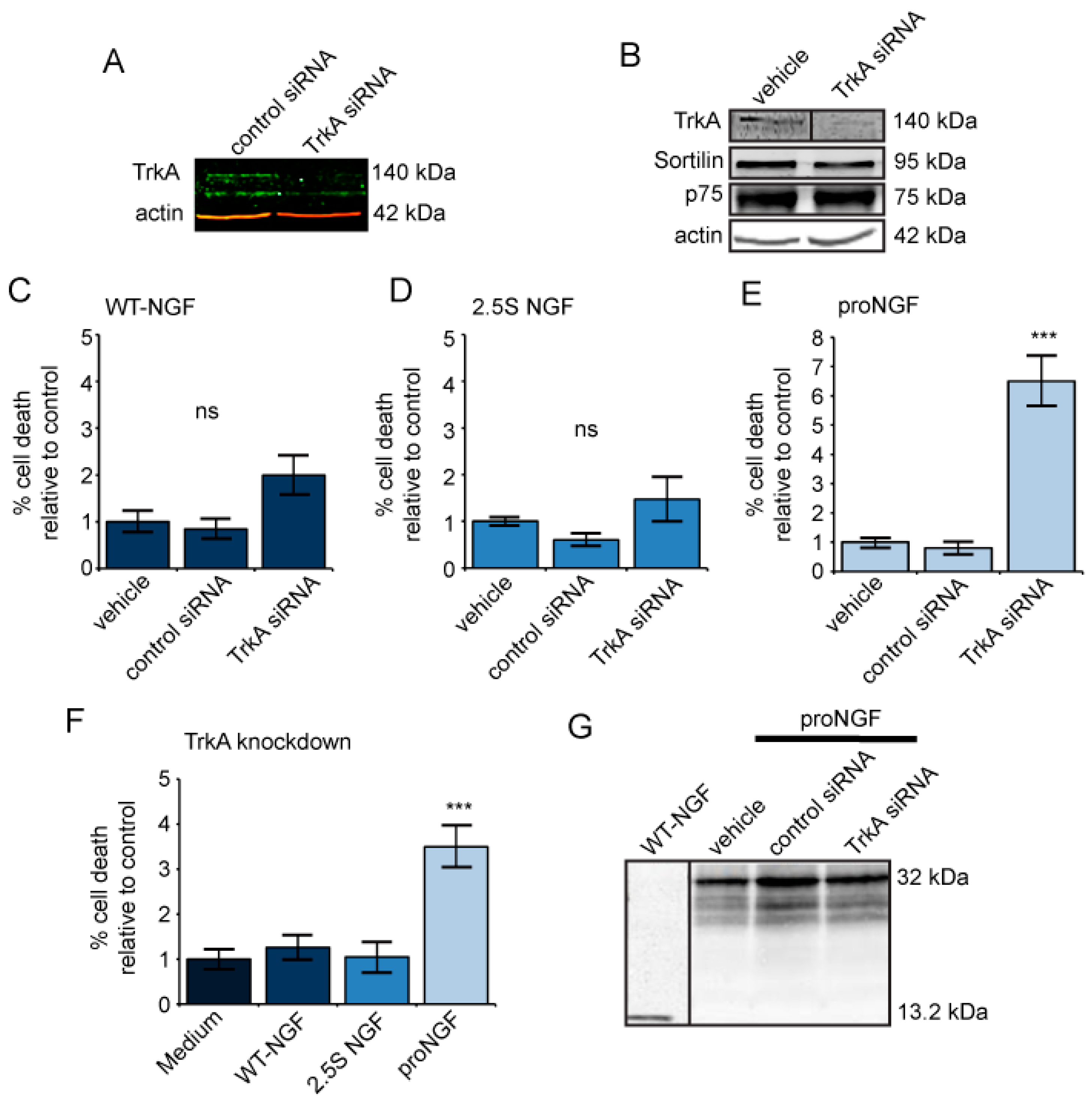 Ijms Free Full Text Prongf But Not Ngf Switches From Neurotrophic