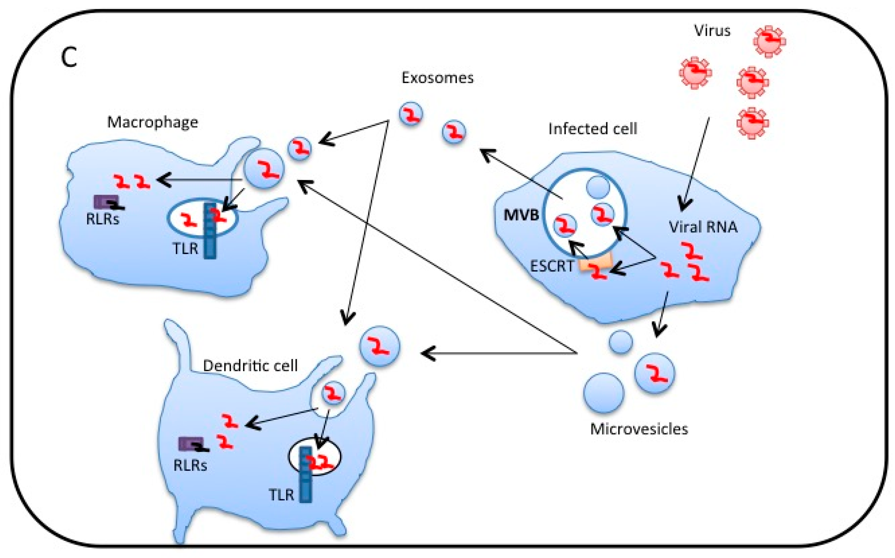 Ijms Free Full Text Extracellular Vesicles Deliver Host And Virus