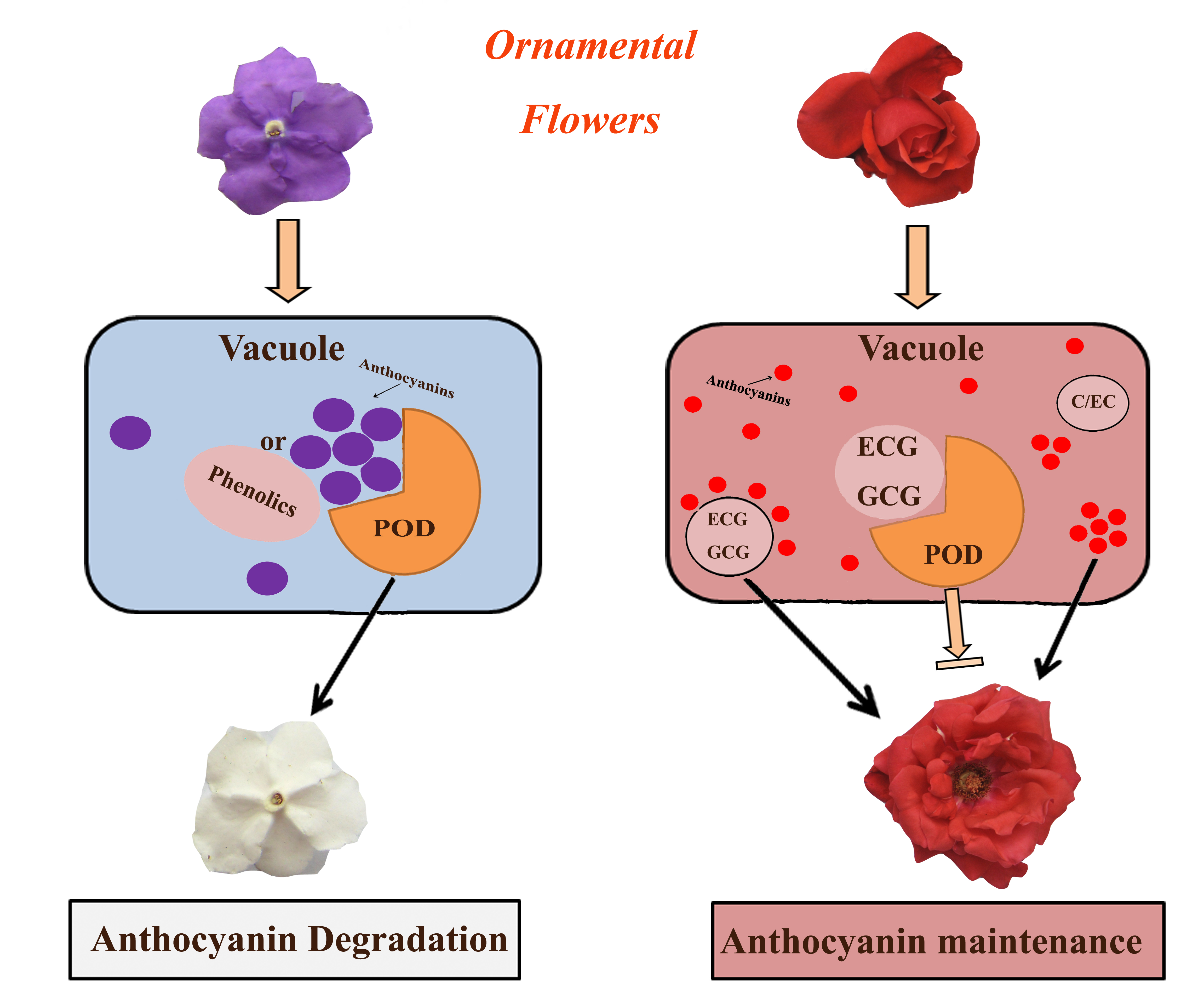 IJMS | Special Issue : Anthocyanins IJMS | Special Issue : Anthocyanins