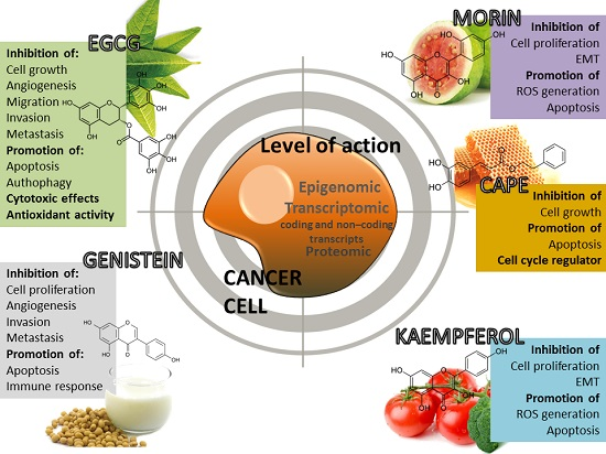 Ijms Free Full Text Dietary Intervention By Phytochemicals And