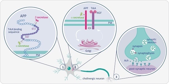 IJMS | Free Full-Text | The Intersection of NGF/TrkA Signaling and ... IJMS | Free Full-Text | The Intersection of NGF/TrkA Signaling and ...