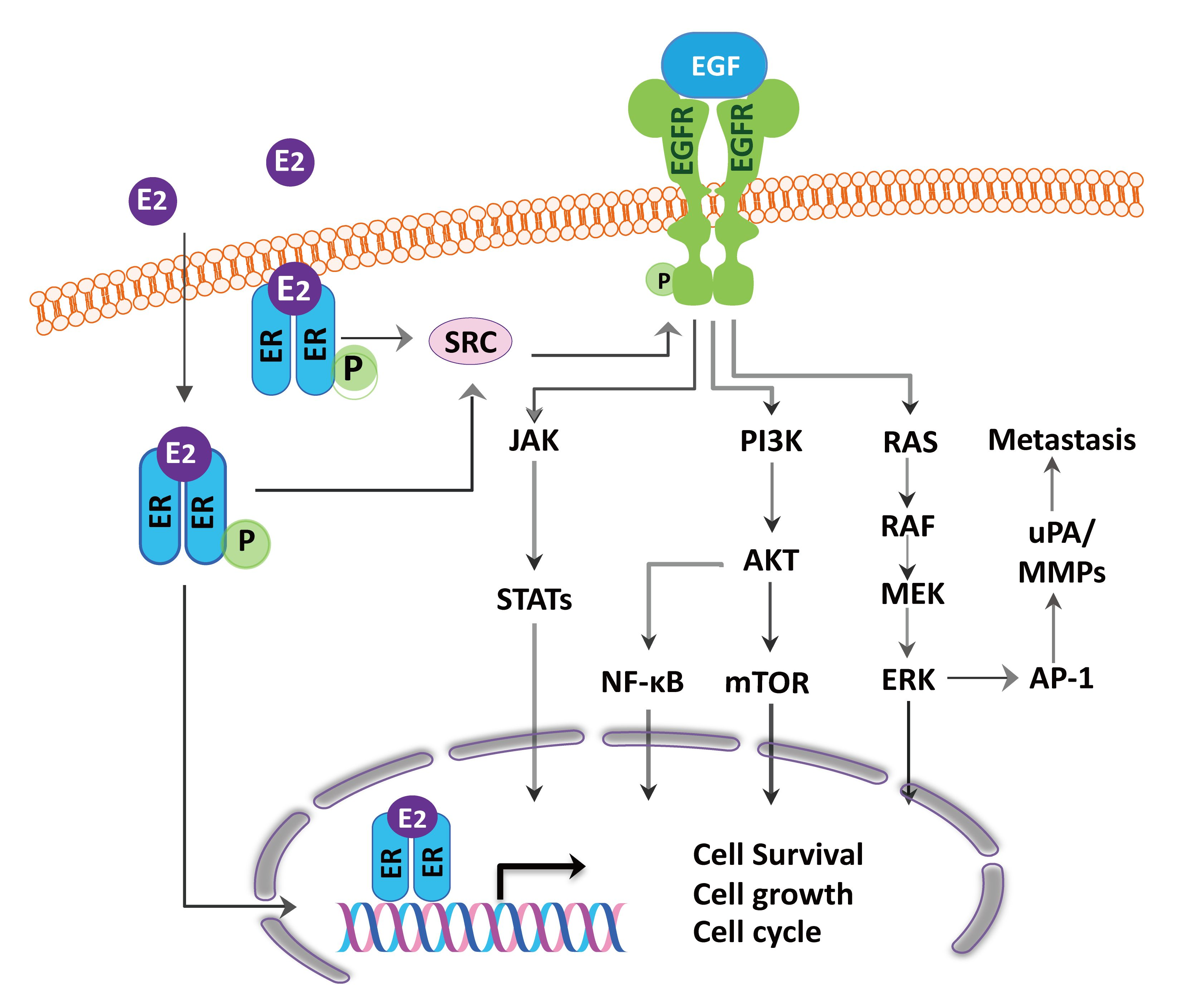 Ijms Free Full Text Estrogen Estrogen Receptor And Lung Cancer