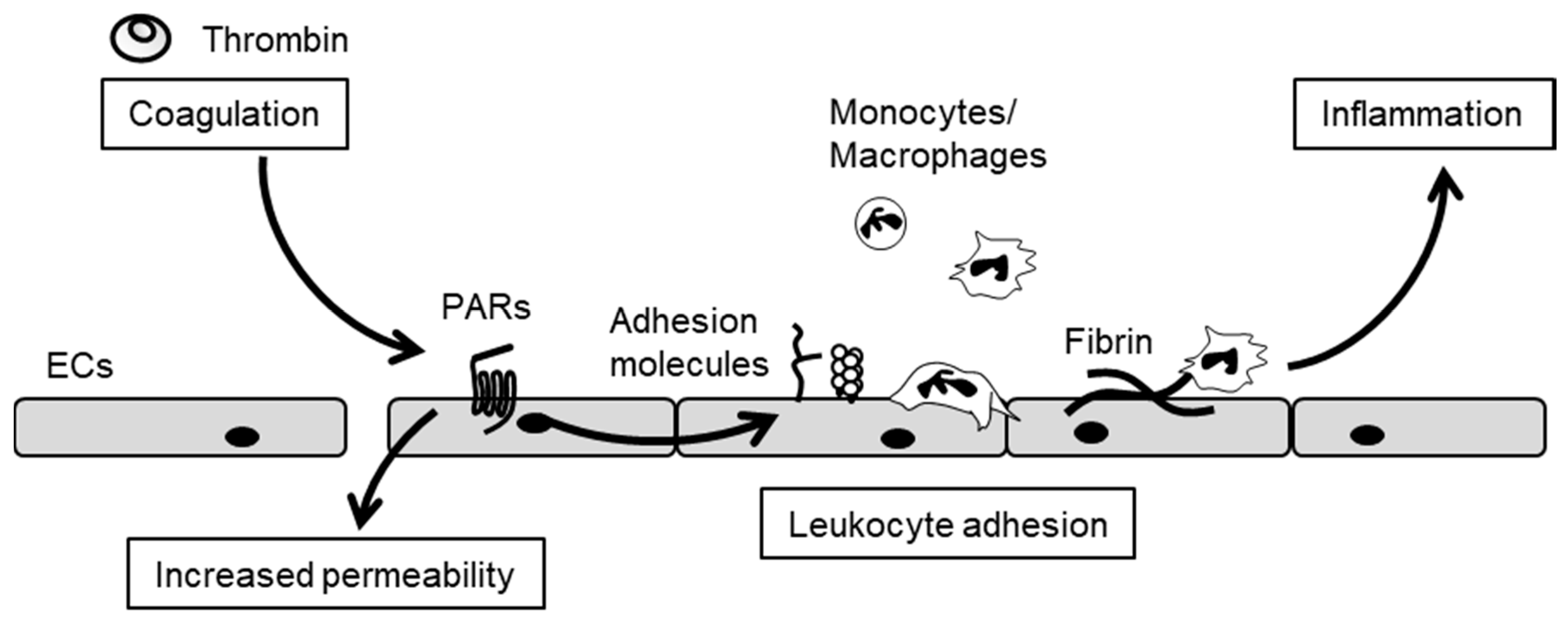 Ijms Free Full Text The Role Of Gap Junction Mediated Endothelial