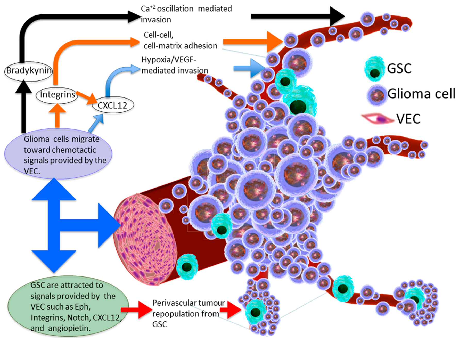IJMS | Special Issue : Glioma Cell Invasion IJMS | Special Issue : Glioma Cell Invasion