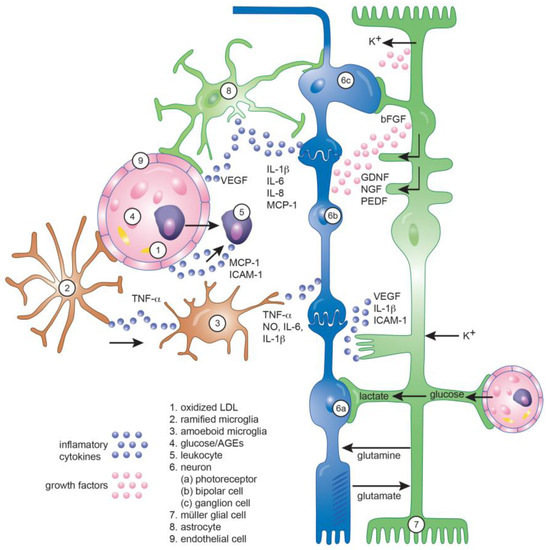 IJMS | Special Issue : Diabetic Retinopathy: Mechanisms underlying ... IJMS | Special Issue : Diabetic Retinopathy: Mechanisms underlying ...