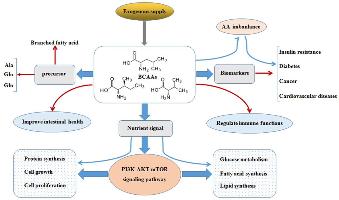 Ijms Free Full Text Branched Chain Amino Acids Beyond Nutrition Metabolism