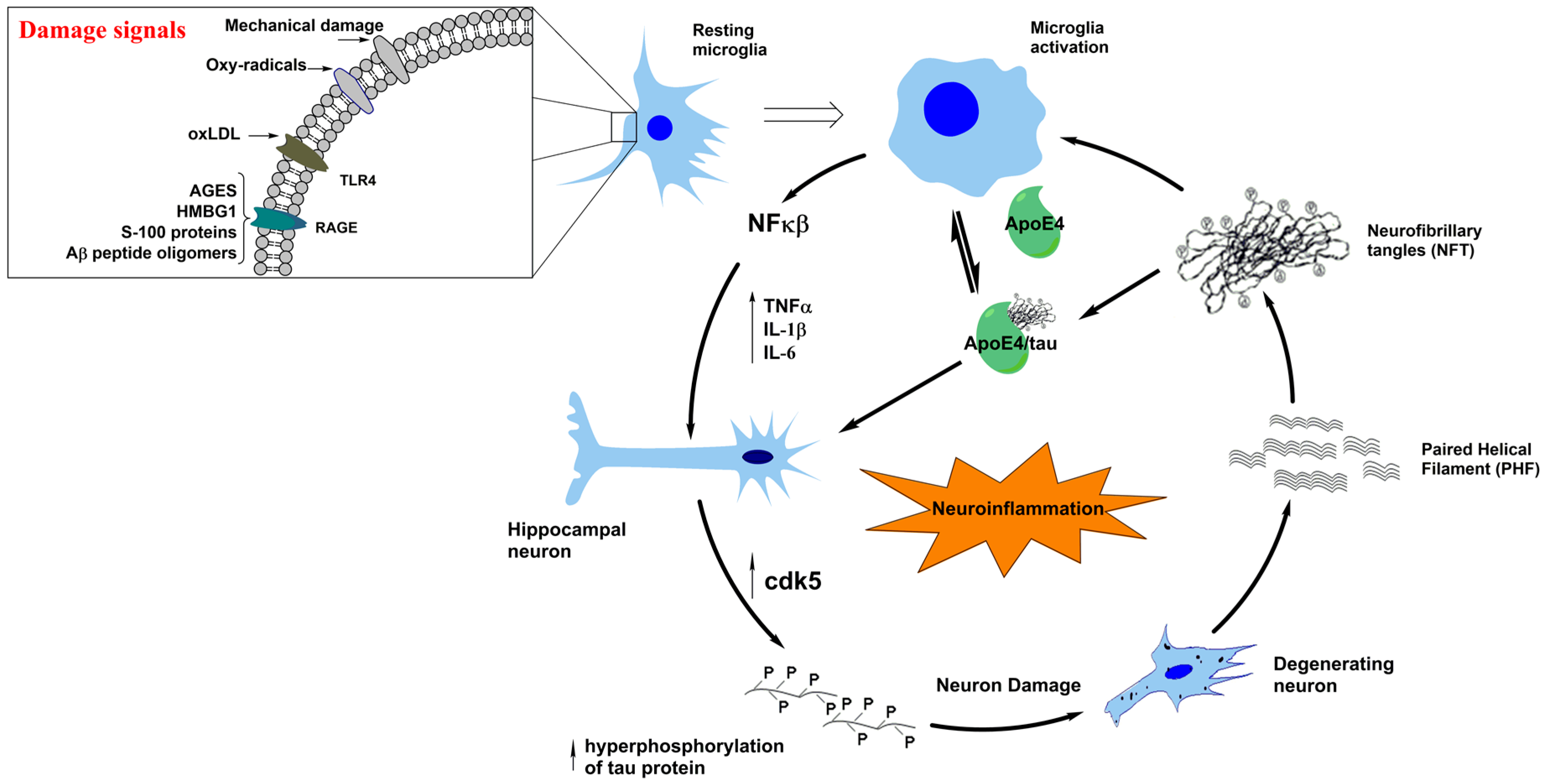 IJMS | Free Full-Text | Neuroimmune Tau Mechanisms: Their Role in the ... IJMS | Free Full-Text | Neuroimmune Tau Mechanisms: Their Role in the ...