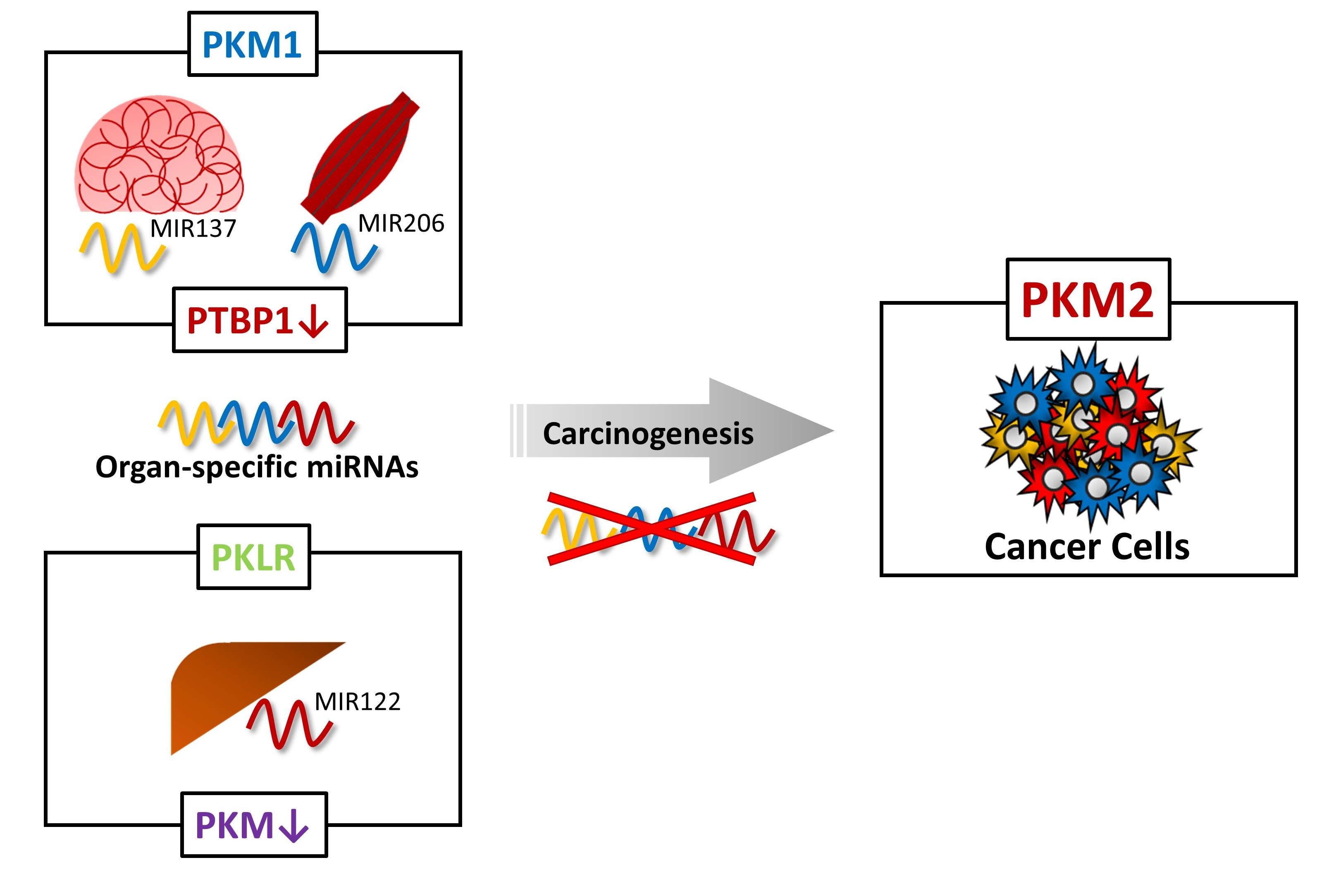 Ijms Free Full Text Organ Specific Micrornas Mir122 137 And 206