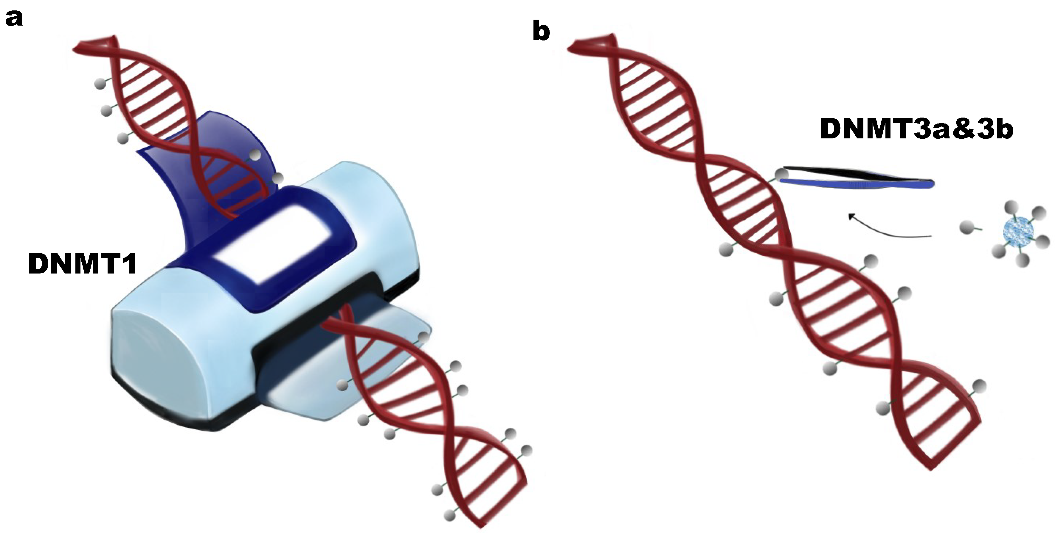 Ijms Free Full Text Dna Methyltransferases Dna Methylation And