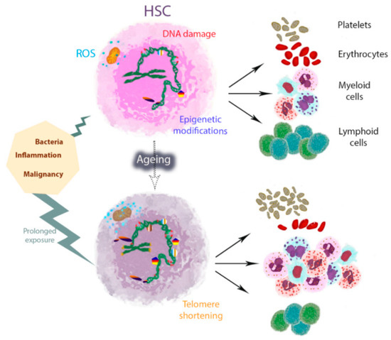 IJMS | Special Issue : Immunosenescence and Related Processes IJMS | Special Issue : Immunosenescence and Related Processes