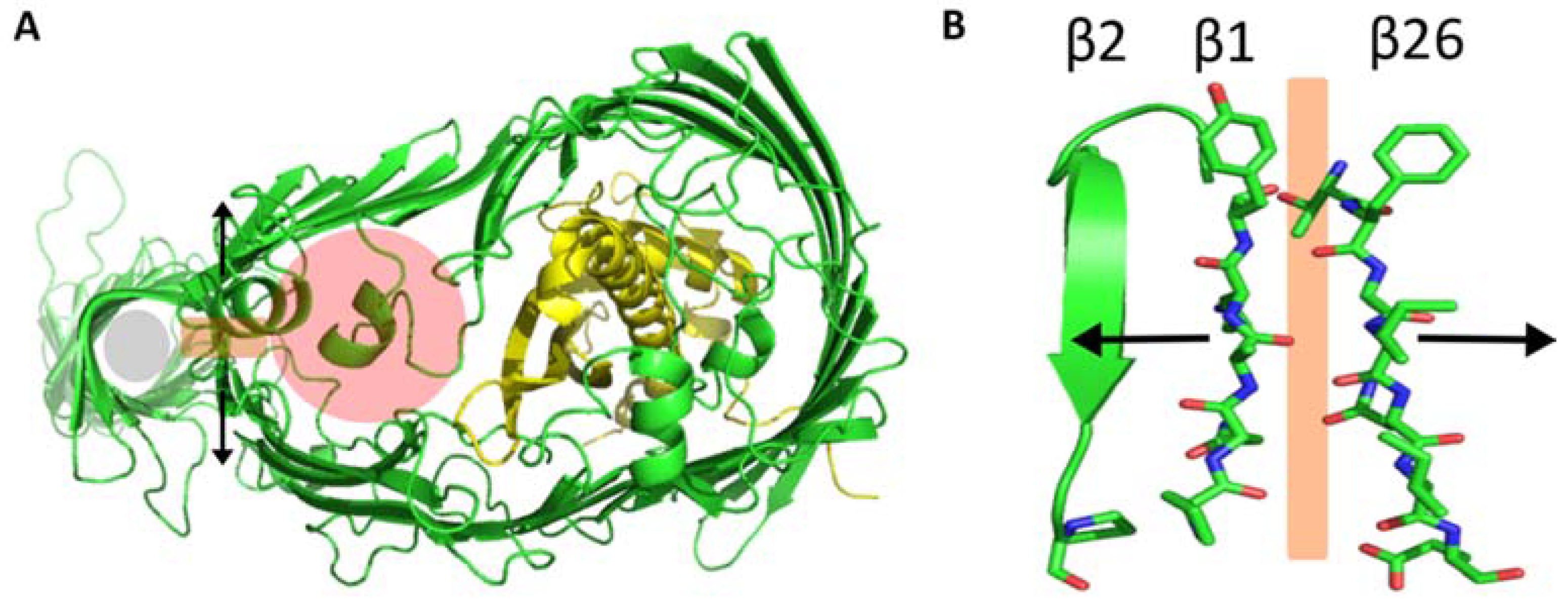 IJMS | Free Full-Text | Structural Basis for the Lipopolysaccharide ... IJMS | Free Full-Text | Structural Basis for the Lipopolysaccharide ...
