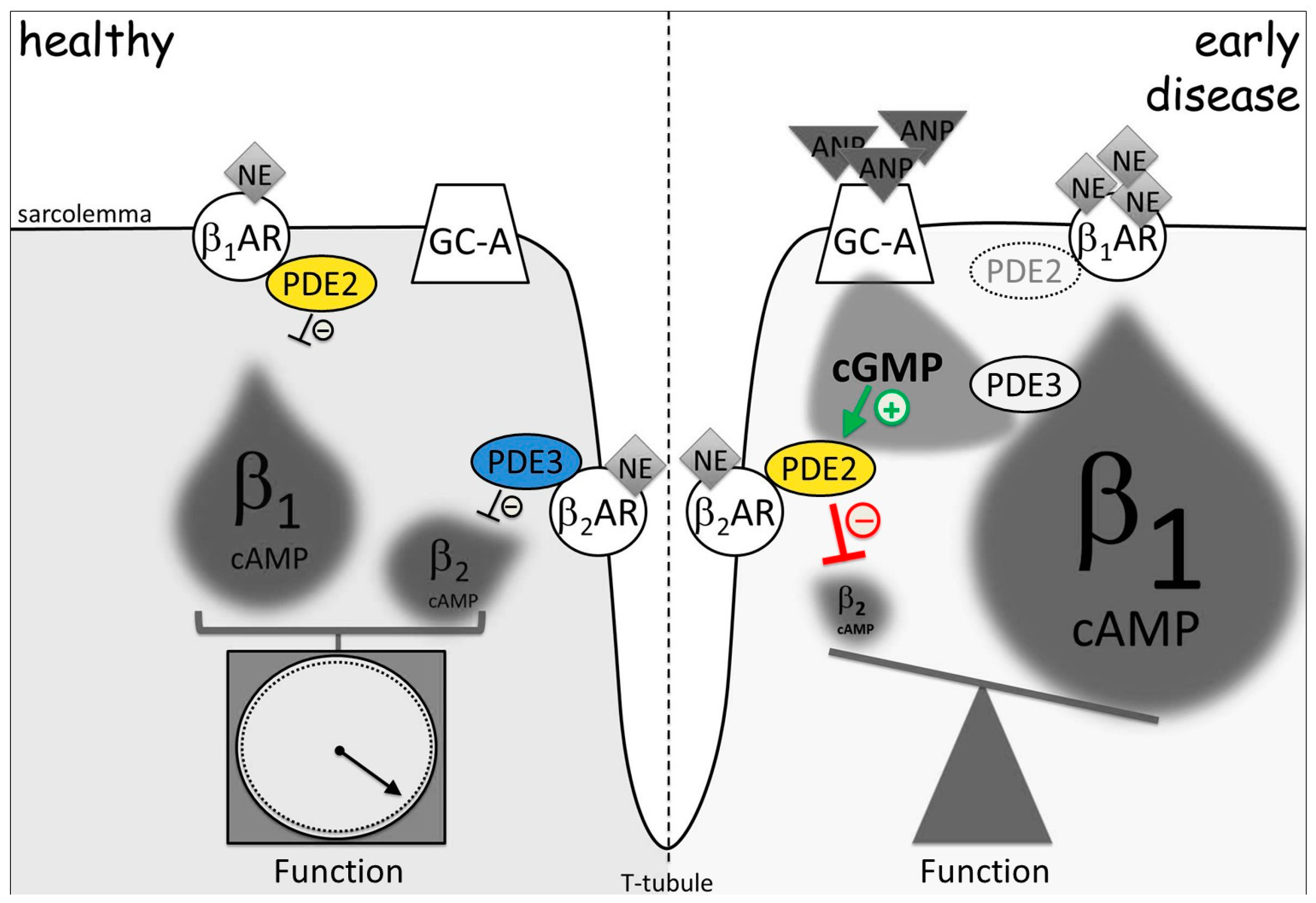 JCDD | Free Full-Text | Imaging of PDE2- and PDE3-Mediated cGMP-to-cAMP ... JCDD | Free Full-Text | Imaging of PDE2- and PDE3-Mediated cGMP-to-cAMP ...
