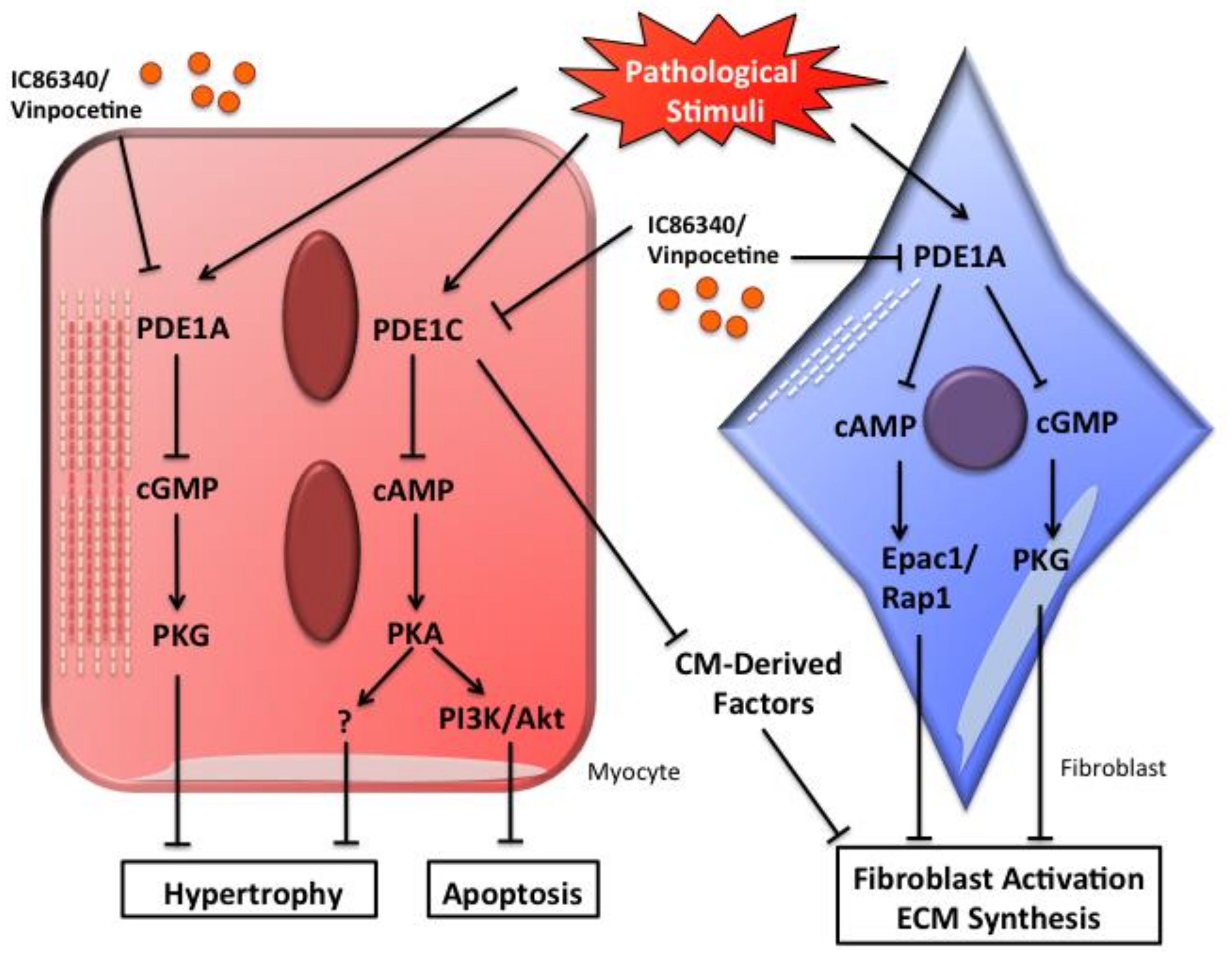 JCDD | Free Full-Text | Roles of PDE1 in Pathological Cardiac ... JCDD | Free Full-Text | Roles of PDE1 in Pathological Cardiac ...