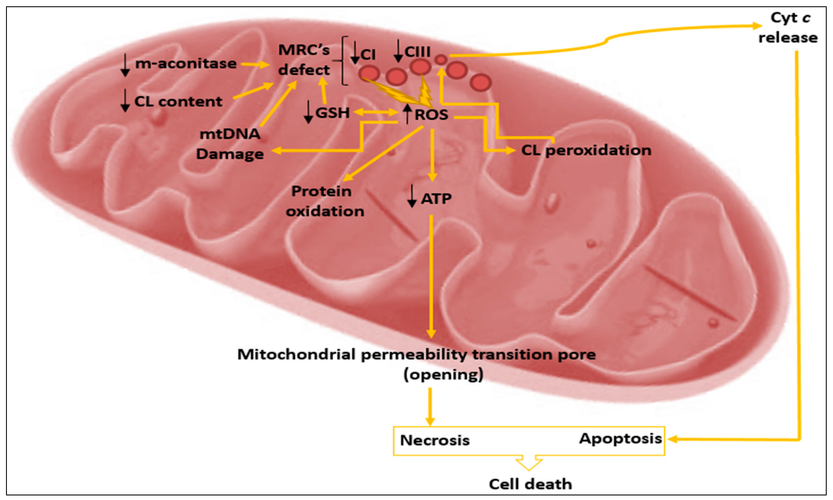 JCM | Free Full-Text | Oxidative Stress: Mechanistic Insights into ... JCM | Free Full-Text | Oxidative Stress: Mechanistic Insights into ...