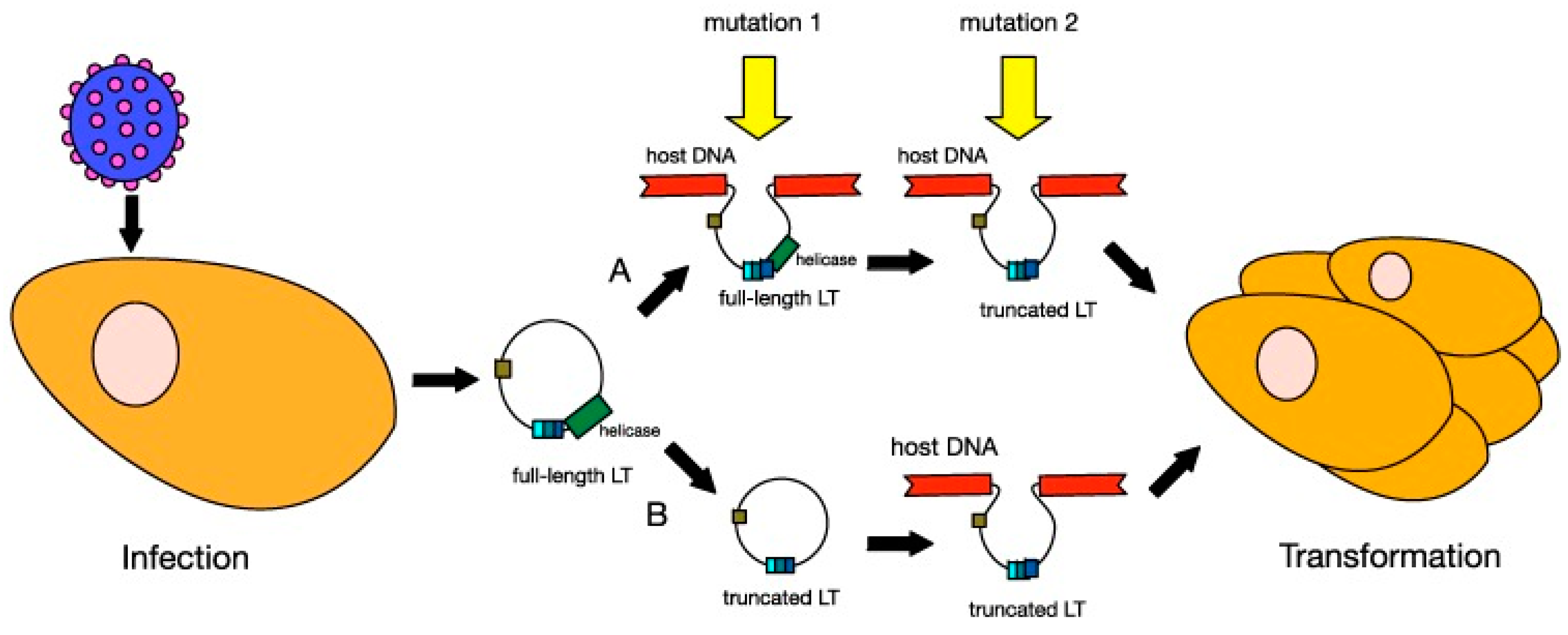 JCM | Free Full-Text | Viral Oncology: Molecular Biology and Pathogenesis JCM | Free Full-Text | Viral Oncology: Molecular Biology and Pathogenesis