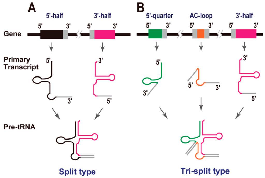 Life Special Issue The Origins And Early Evolution Of Rna