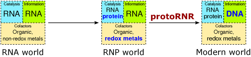 Life Special Issue The Origins And Early Evolution Of Rna