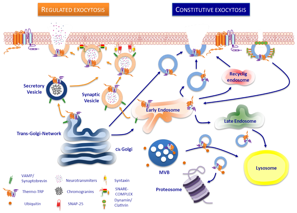 Membranes | Free Full-Text | Trafficking of ThermoTRP Channels Membranes | Free Full-Text | Trafficking of ThermoTRP Channels