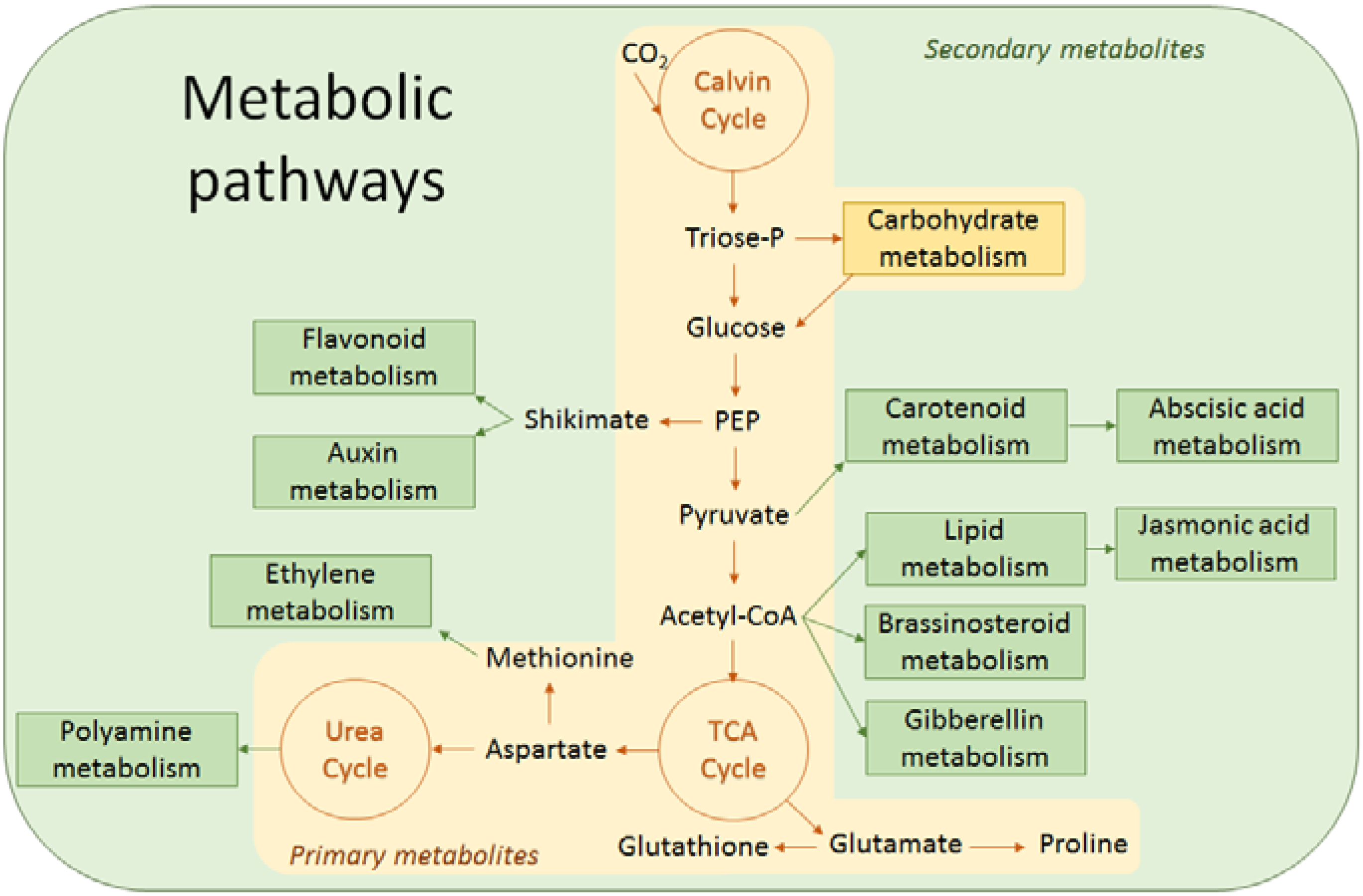 Metabolites Free Full Text The Metabolic Basis Of Pollen Thermo