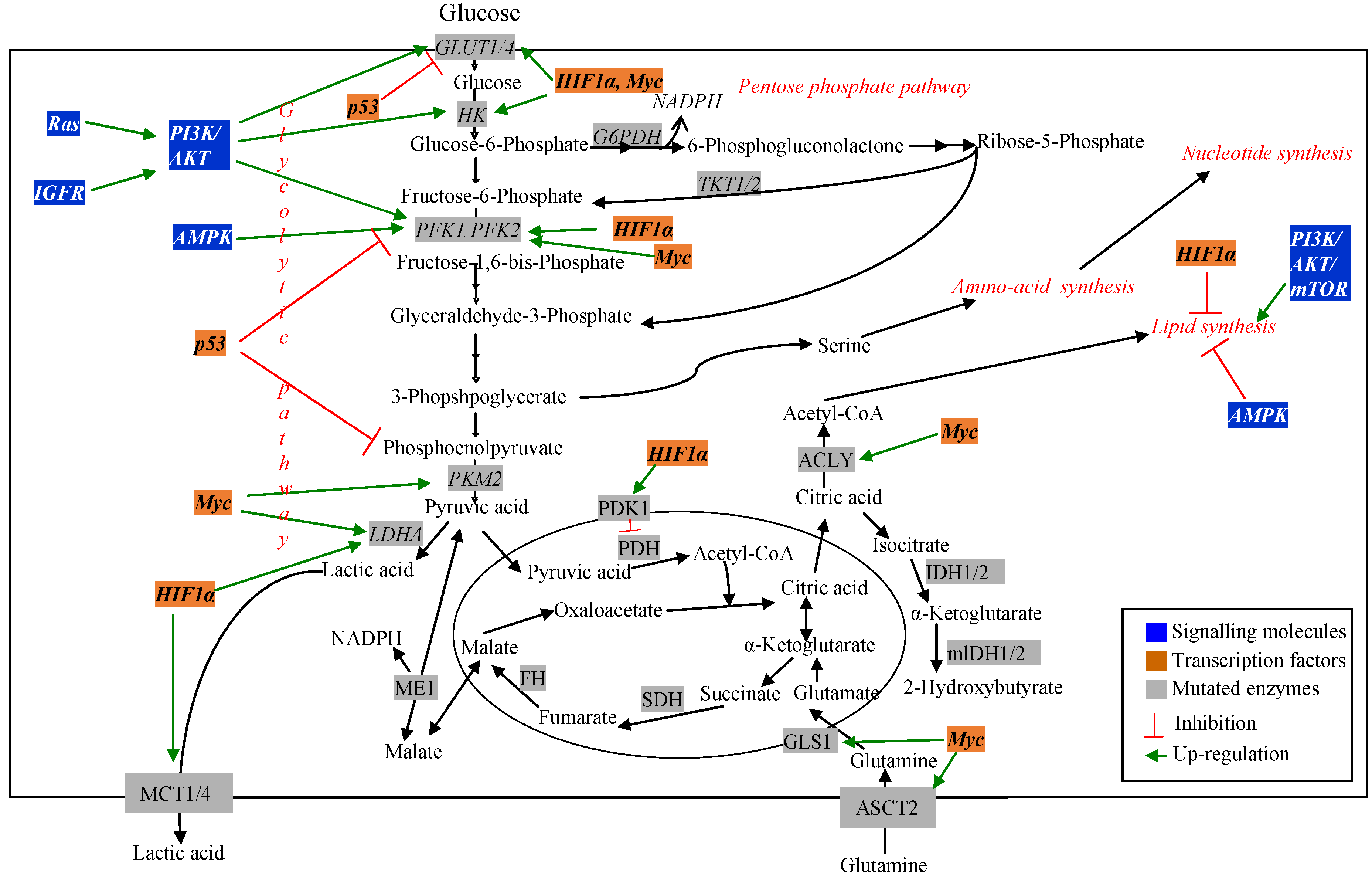 Metabolites Free Full Text Cancer Metabolism And Drug Resistance