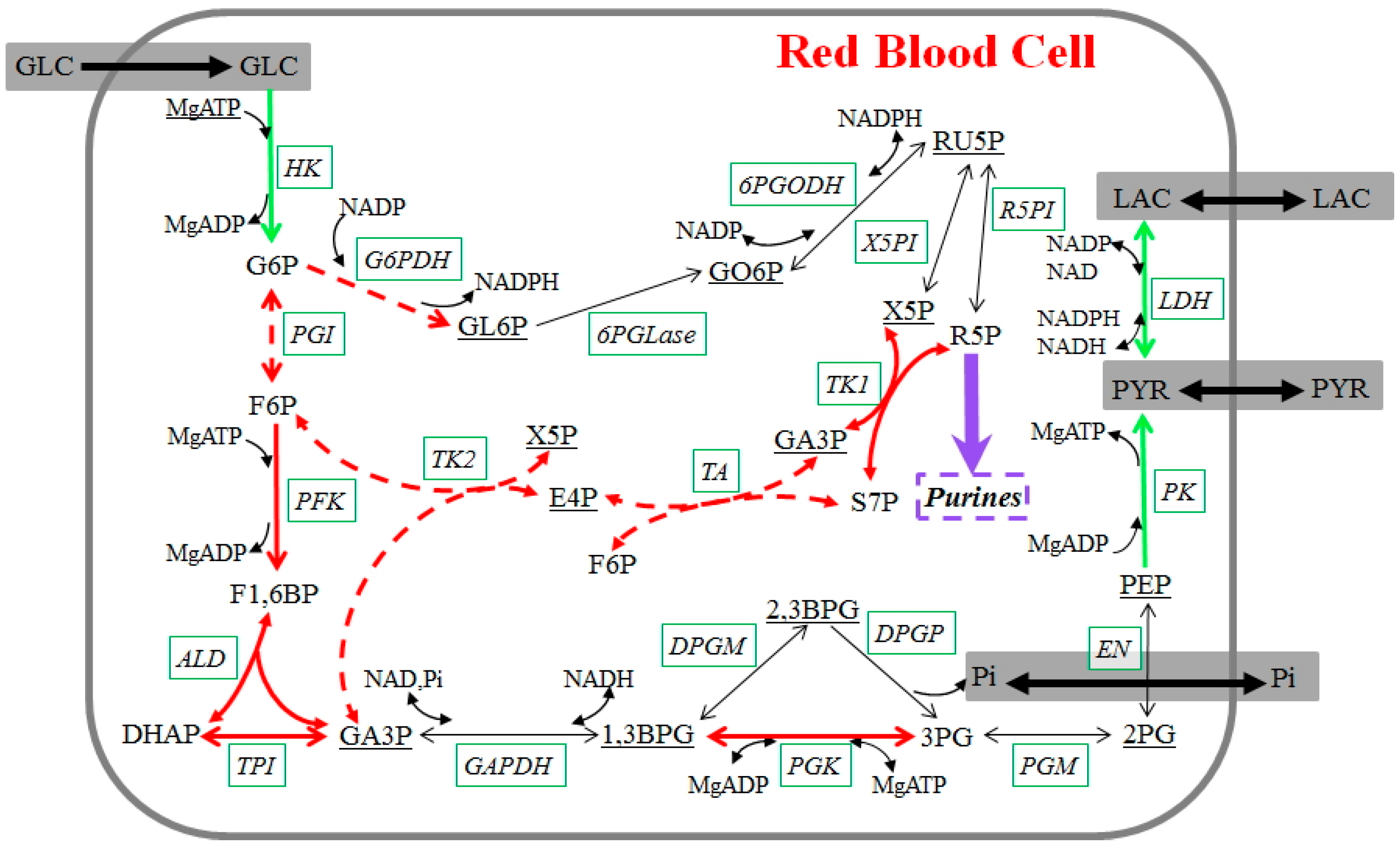 Metabolites | Free Full-Text | Effects of Storage Time on Glycolysis in ... Metabolites | Free Full-Text | Effects of Storage Time on Glycolysis in ...