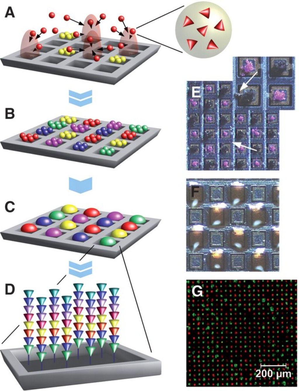Microarrays | Free Full-Text | Particle-Based Microarrays of ... Microarrays | Free Full-Text | Particle-Based Microarrays of ...