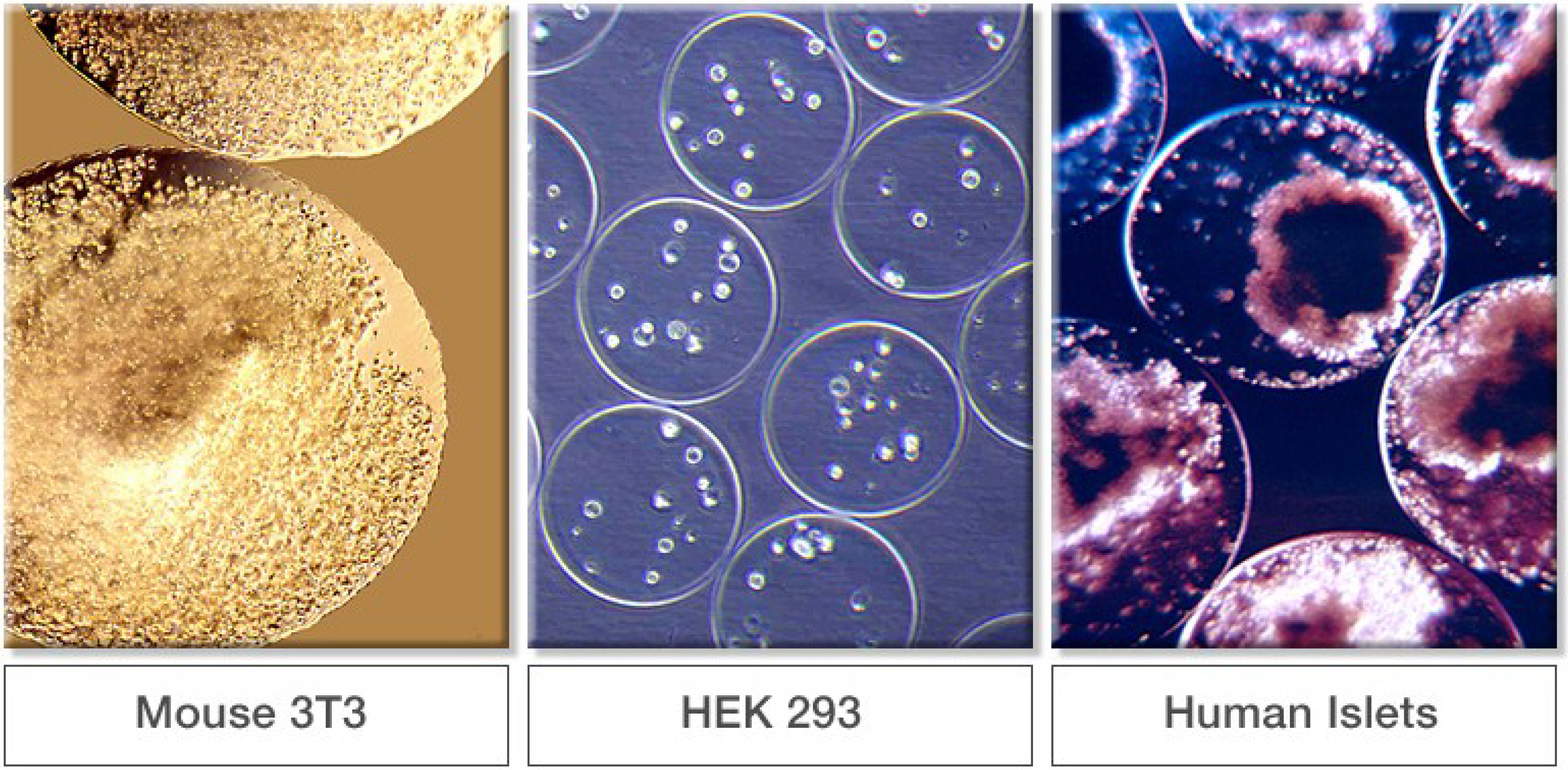 Microarrays | Free Full-Text | 3D Cell Culture in Alginate Hydrogels Microarrays | Free Full-Text | 3D Cell Culture in Alginate Hydrogels