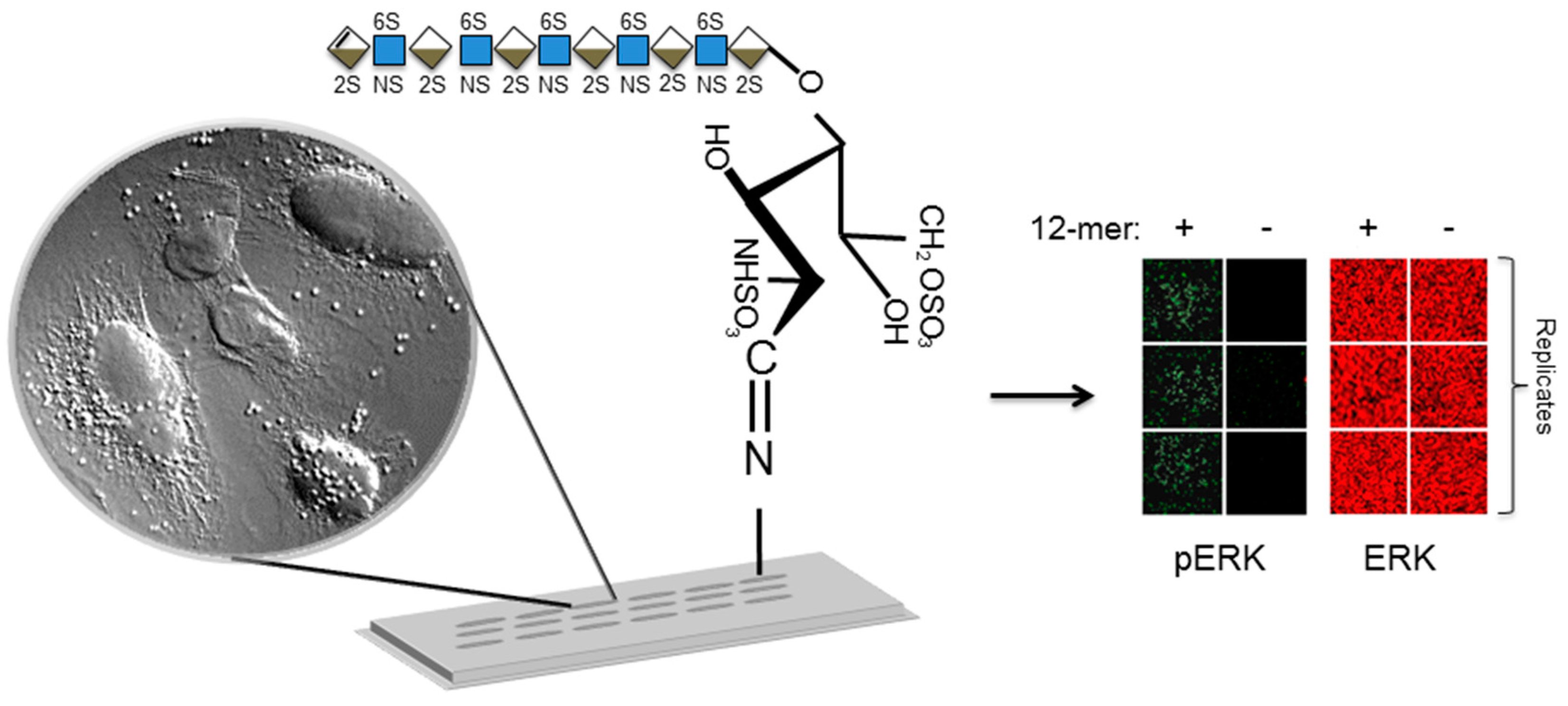 Microarrays | Free Full-Text | Glycoarray Technologies: Deciphering ... Microarrays | Free Full-Text | Glycoarray Technologies: Deciphering ...