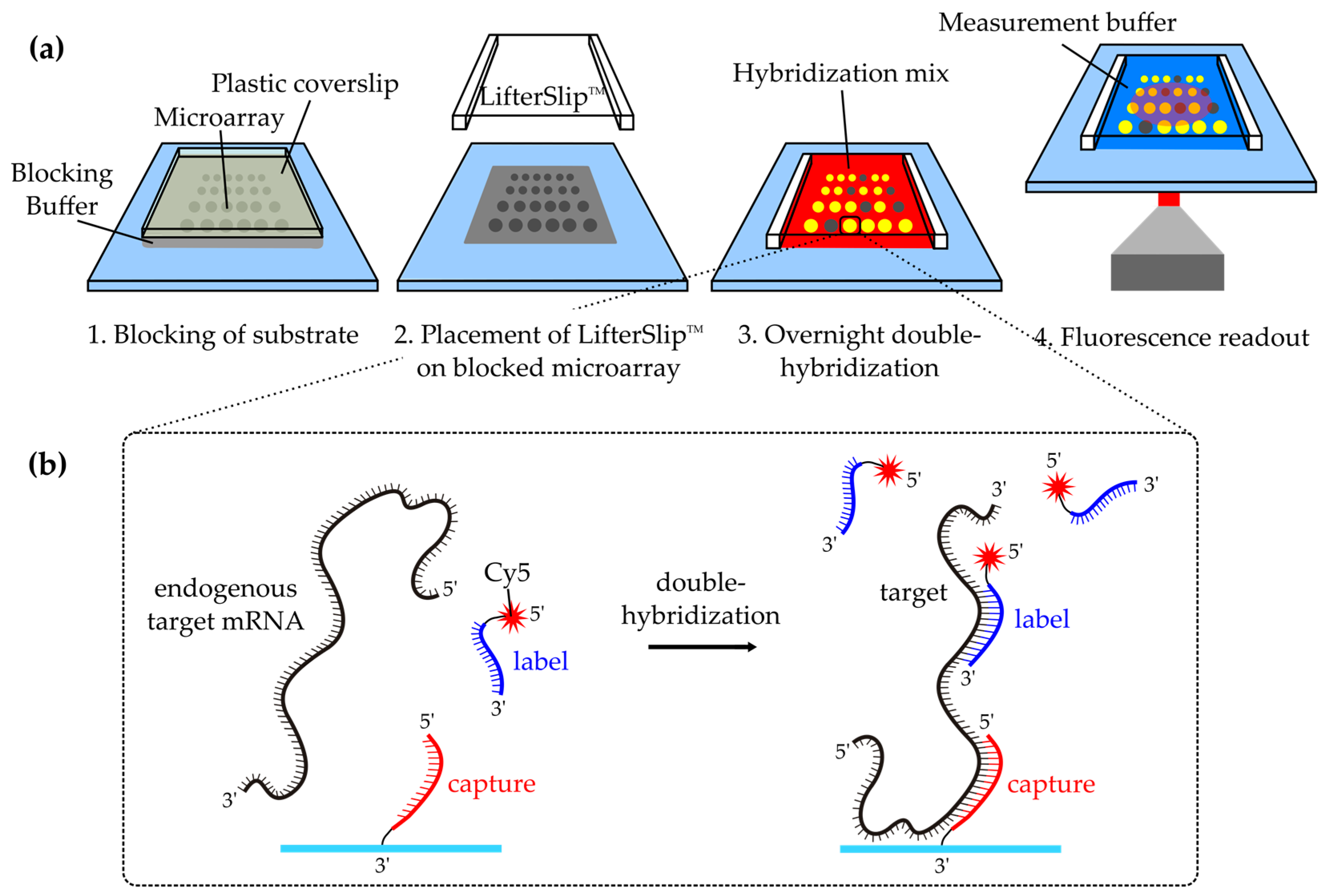 Microarrays | Free Full-Text | A Double-Hybridization Approach for the ... Microarrays | Free Full-Text | A Double-Hybridization Approach for the ...