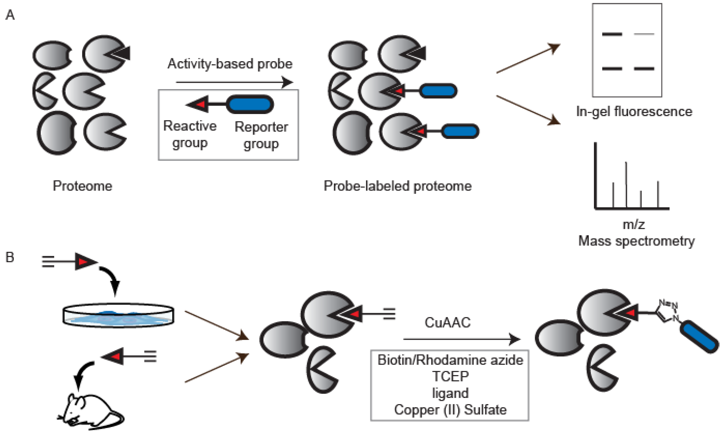 Molecules Free Full Text Applications Of Copper Catalyzed Click