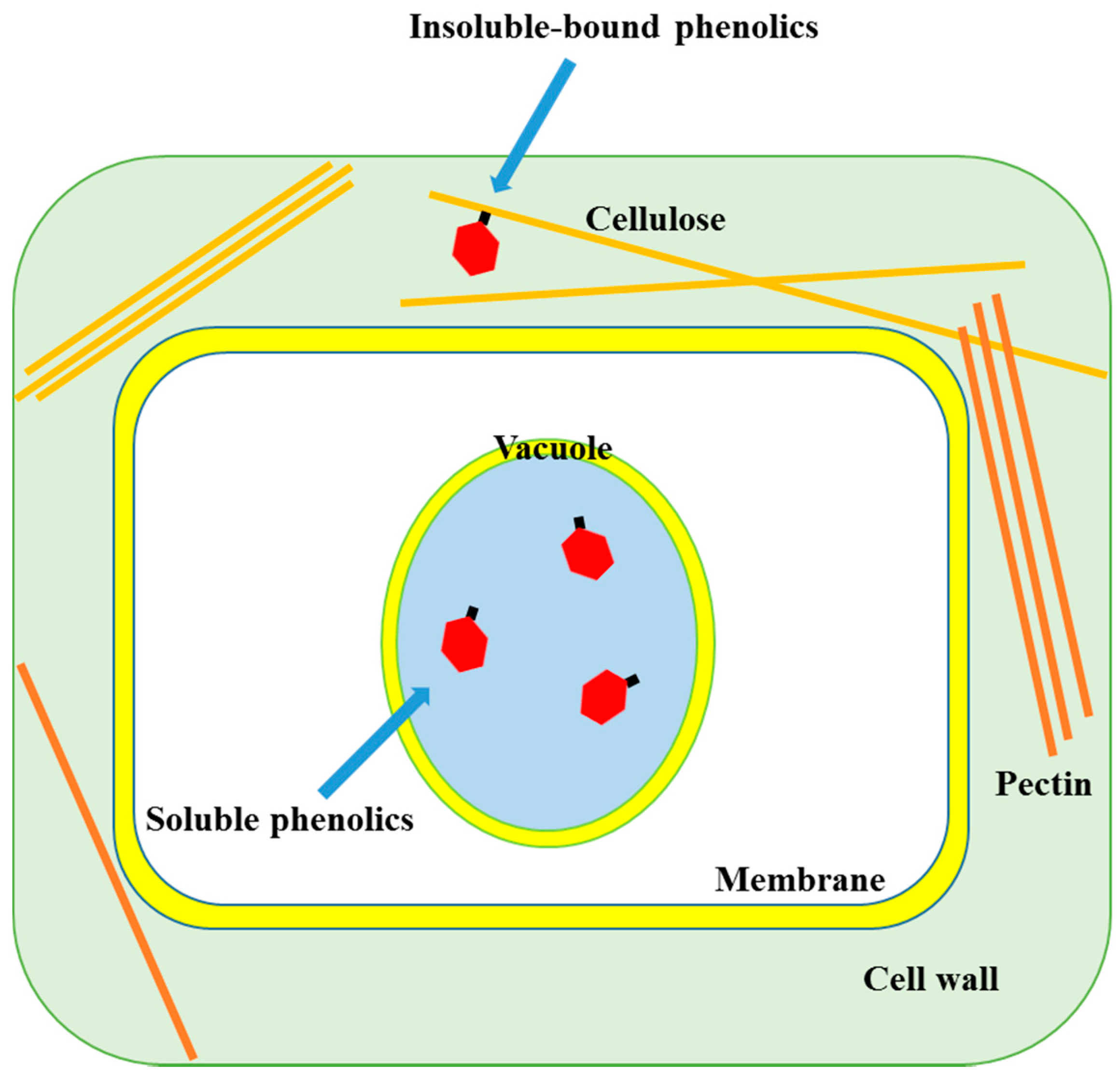 Molecules | Free Full-Text | Insoluble-Bound Phenolics in Food Molecules | Free Full-Text | Insoluble-Bound Phenolics in Food
