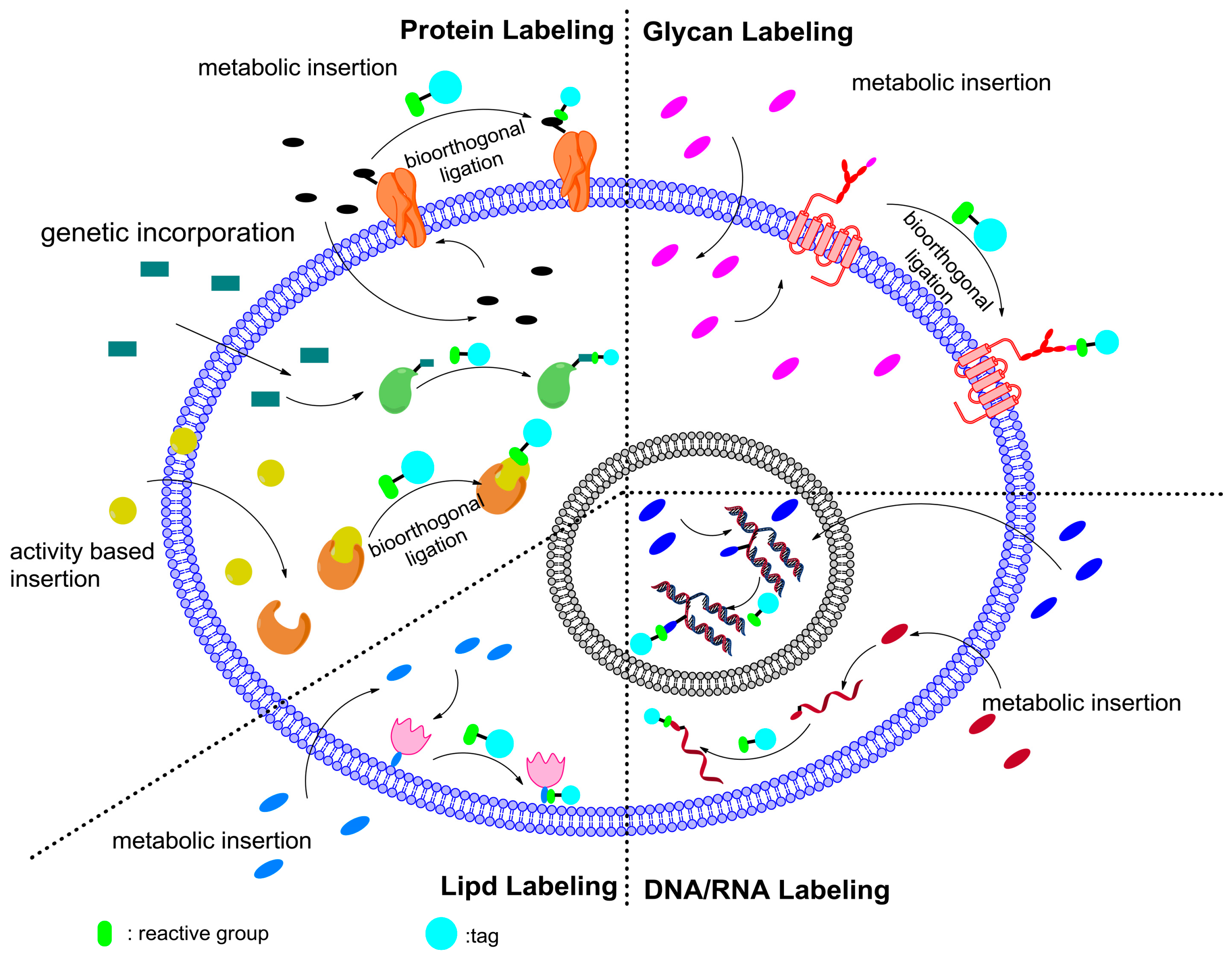 Molecules Free Full Text Development And Applications Of The Copper