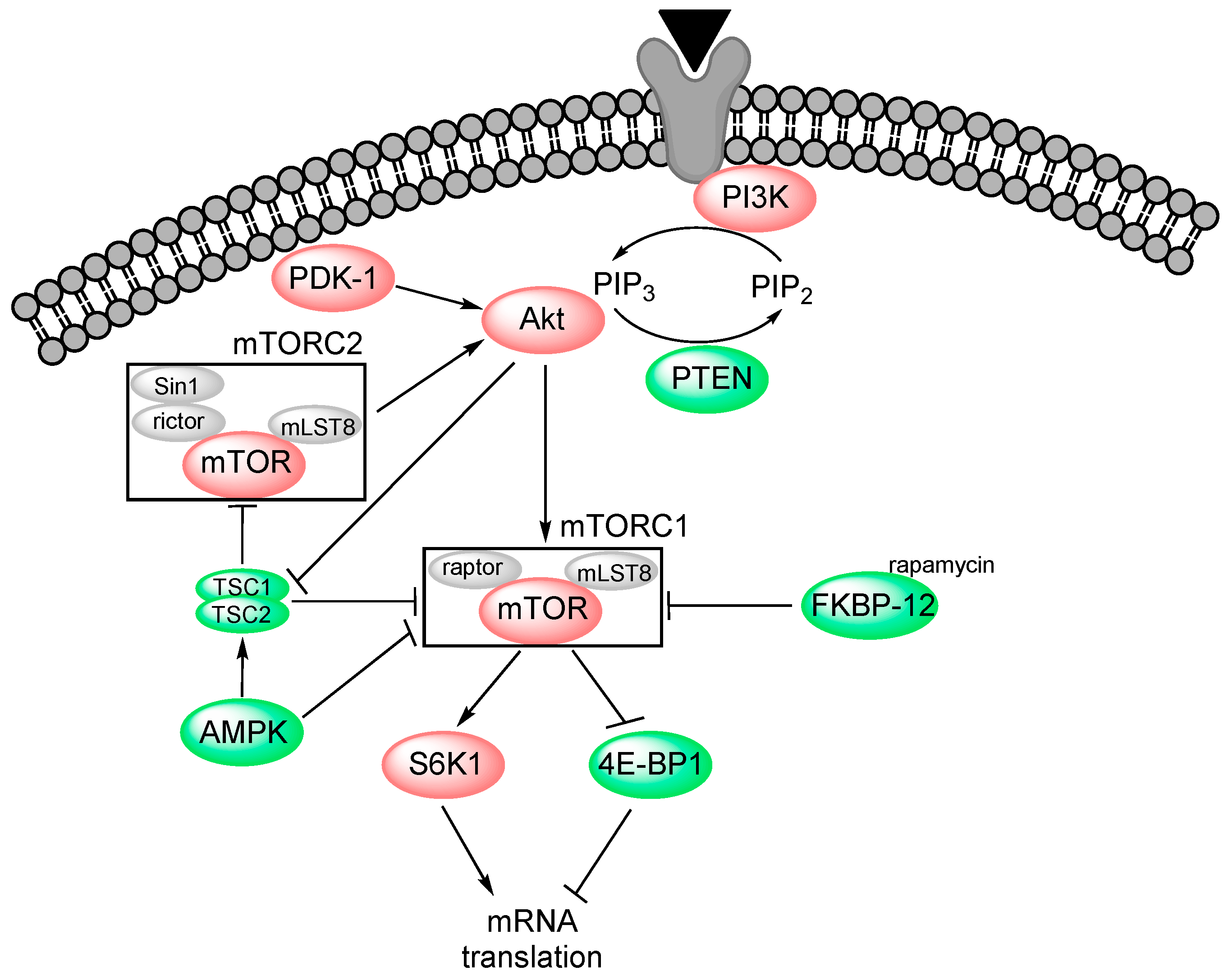 Molecules | Free Full-Text | The Complexity of Targeting PI3K-Akt-mTOR ... Molecules | Free Full-Text | The Complexity of Targeting PI3K-Akt-mTOR ...