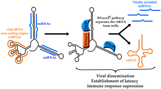Ncrna Special Issue Non Coding Rnas In Viral Infections