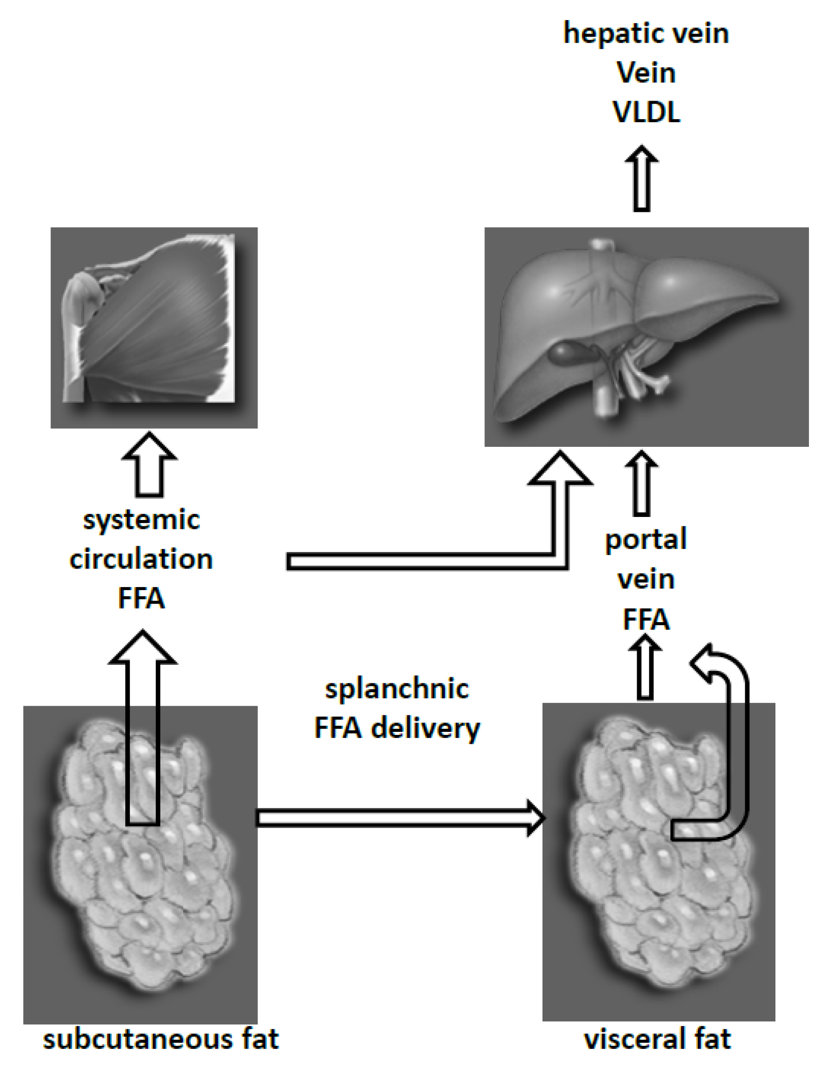 Nutrients | Free Full-Text | Fat Depots, Free Fatty Acids, and Dyslipidemia Nutrients | Free Full-Text | Fat Depots, Free Fatty Acids, and Dyslipidemia
