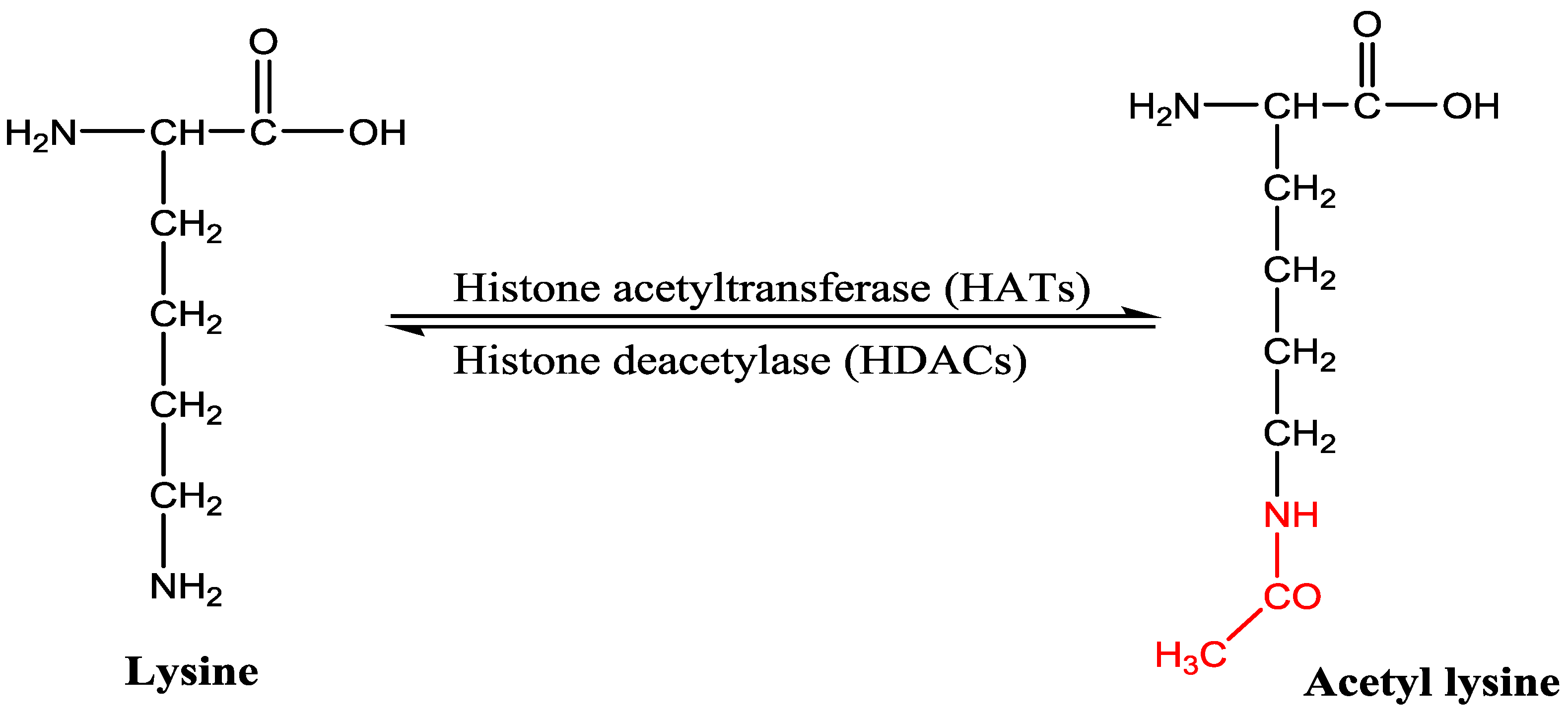 Nutrients Free Full Text Targeting Histone Deacetylases With