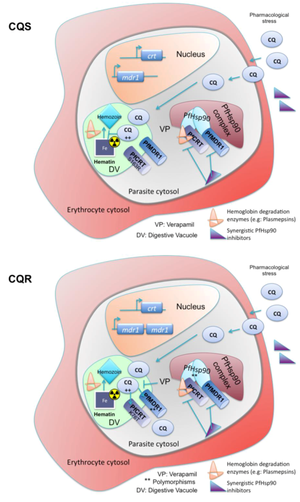 Pathogens | Free Full-Text | Targeting Plasmodium falciparum Hsp90 ... Pathogens | Free Full-Text | Targeting Plasmodium falciparum Hsp90 ...