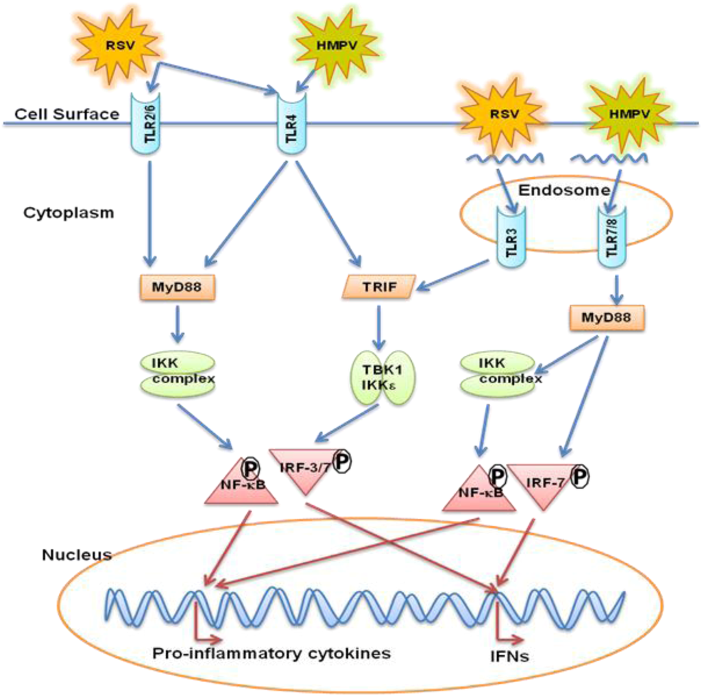 Nod Signaling Adaptor Proteins; Nuclear-Binding Oligomerization Domain ... Nod Signaling Adaptor Proteins; Nuclear-Binding Oligomerization Domain ...