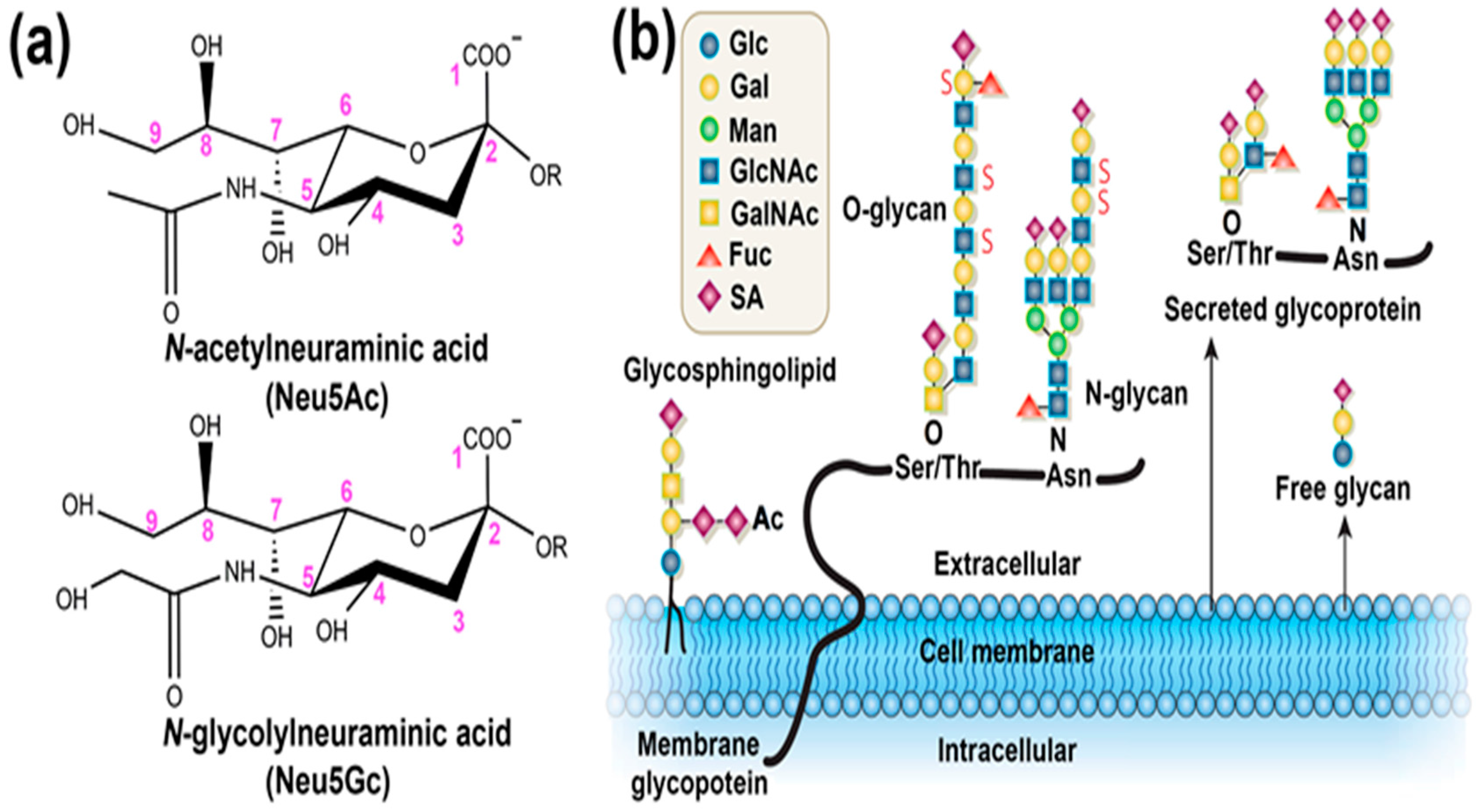 Polymers Free Full Text Sialic Acid Targeted Biointerface Materials And Bio Applications