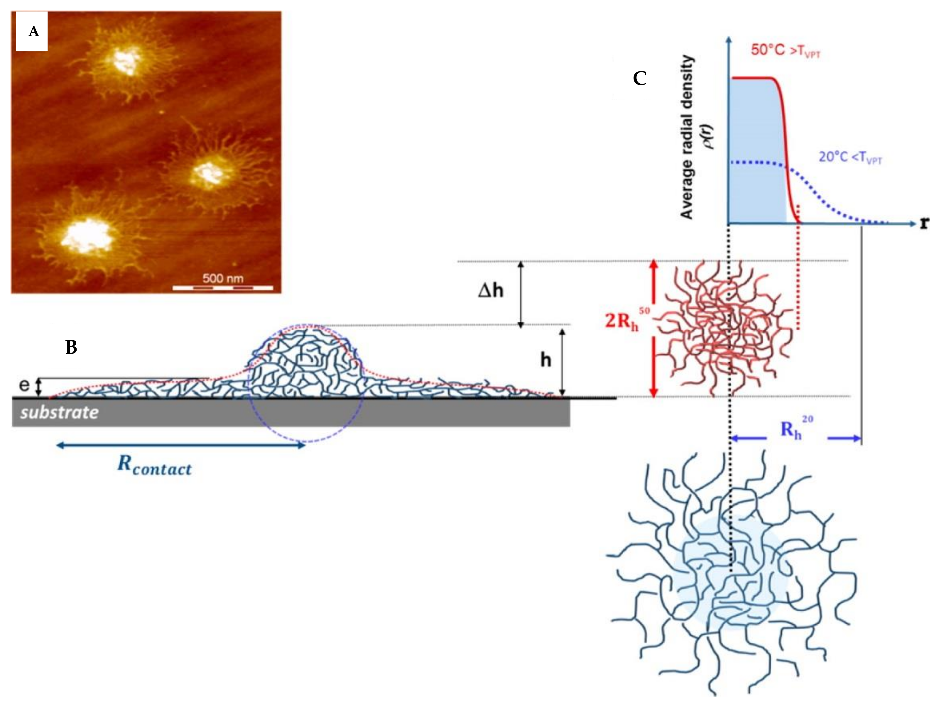 Polymers | Free Full-Text | Stimuli-Responsive Microgels and Microgel ... Polymers | Free Full-Text | Stimuli-Responsive Microgels and Microgel ...