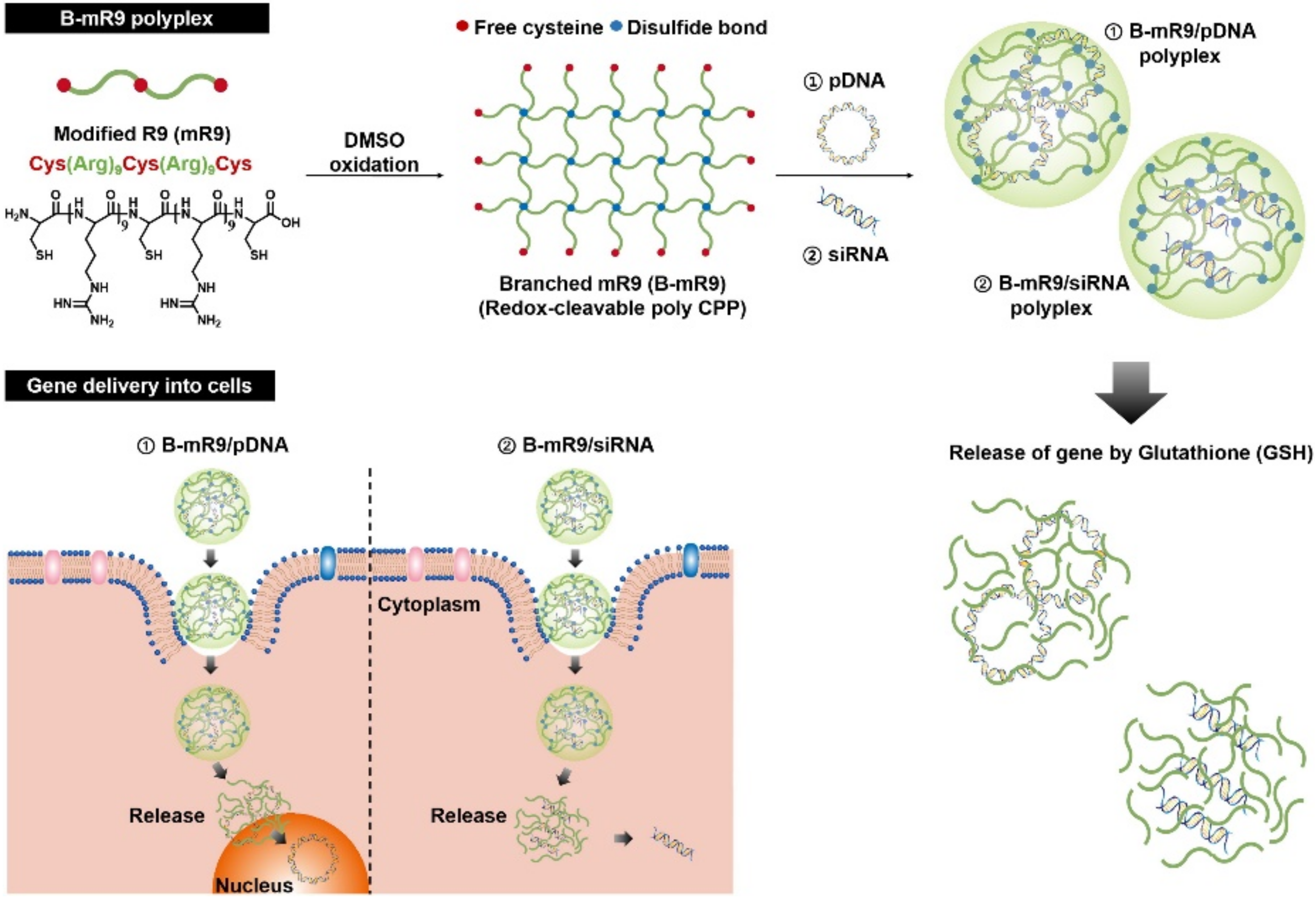 Polymers | Free Full-Text | Stimuli-Responsive Polypeptides for ... Polymers | Free Full-Text | Stimuli-Responsive Polypeptides for ...