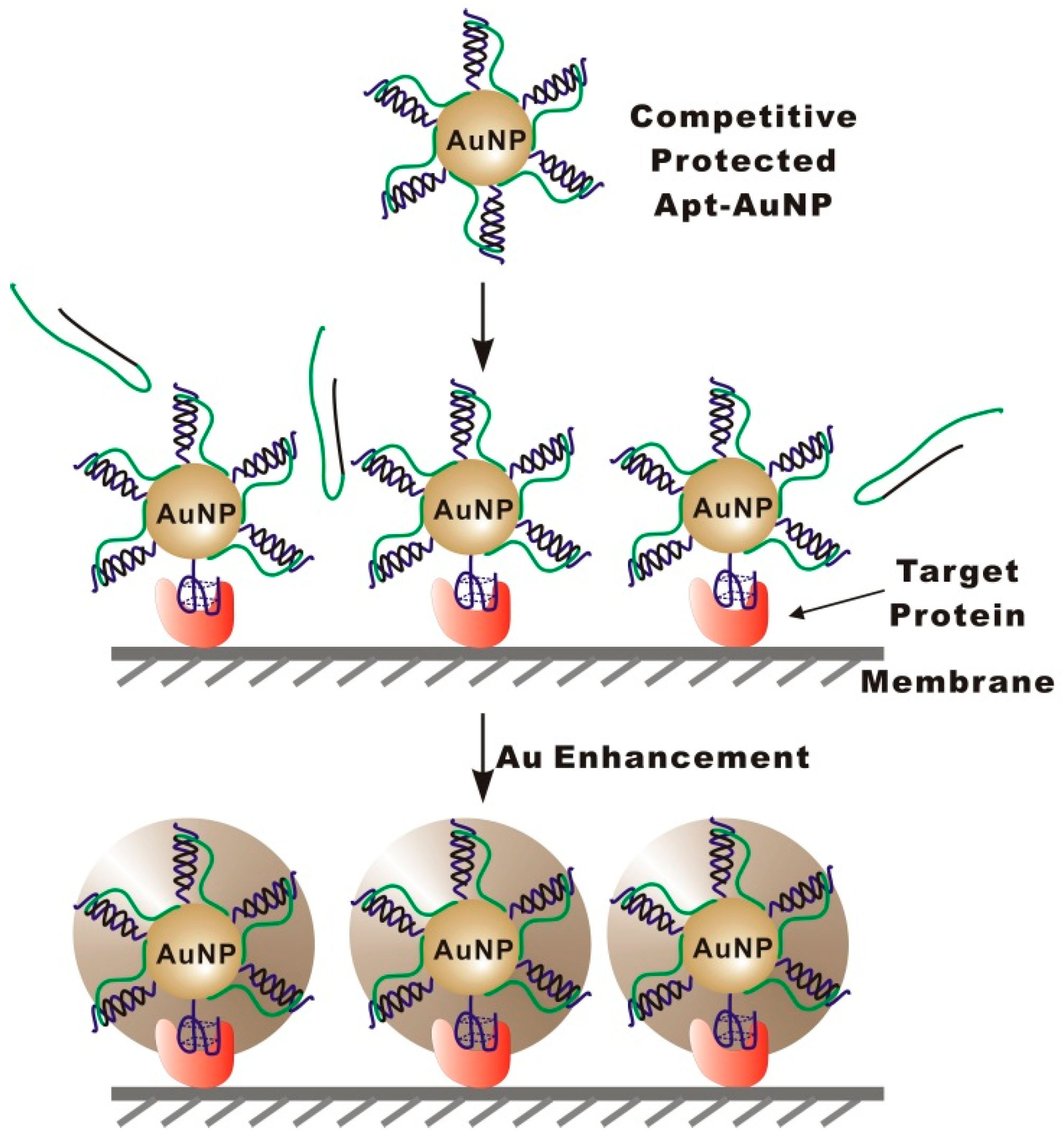 Proteomes | Free Full-Text | Targeted Enlargement of Aptamer ... Proteomes | Free Full-Text | Targeted Enlargement of Aptamer ...