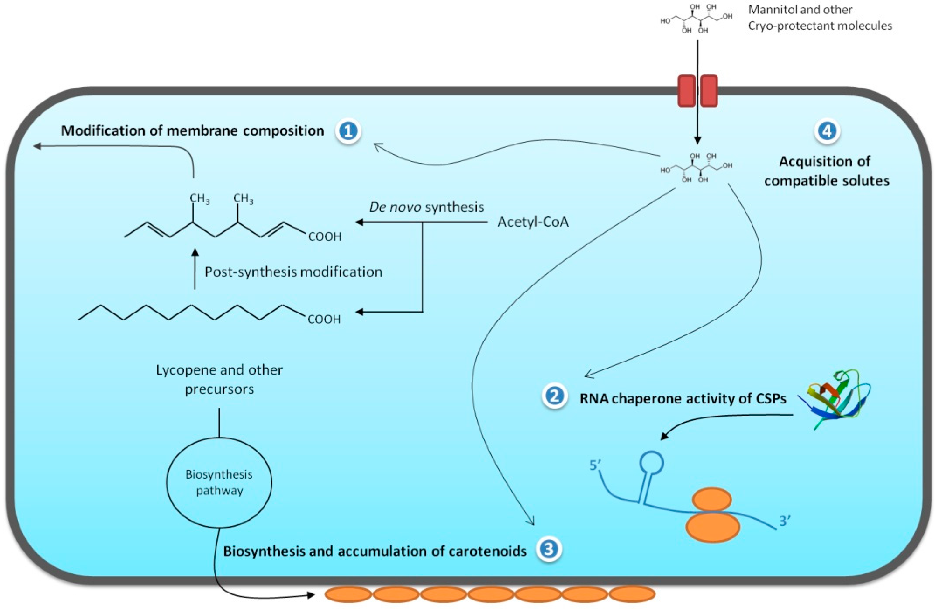 Proteomes | Free Full-Text | A Proteomic Perspective on the Bacterial ... Proteomes | Free Full-Text | A Proteomic Perspective on the Bacterial ...