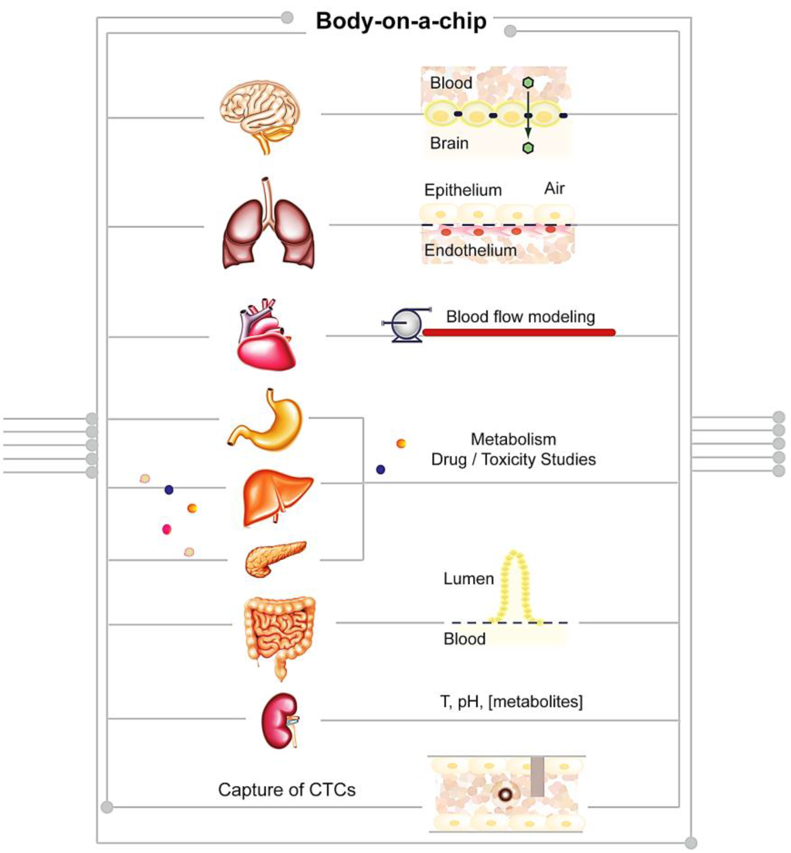 Sensors | Free Full-Text | Microfluidic Organ/Body-on-a-Chip Devices at ... Sensors | Free Full-Text | Microfluidic Organ/Body-on-a-Chip Devices at ...