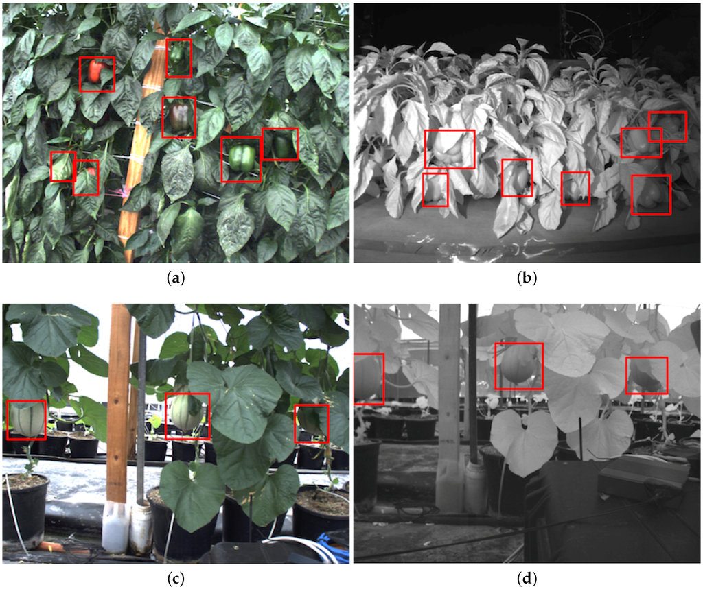Fruit Detection Matlab Source Code Free Download