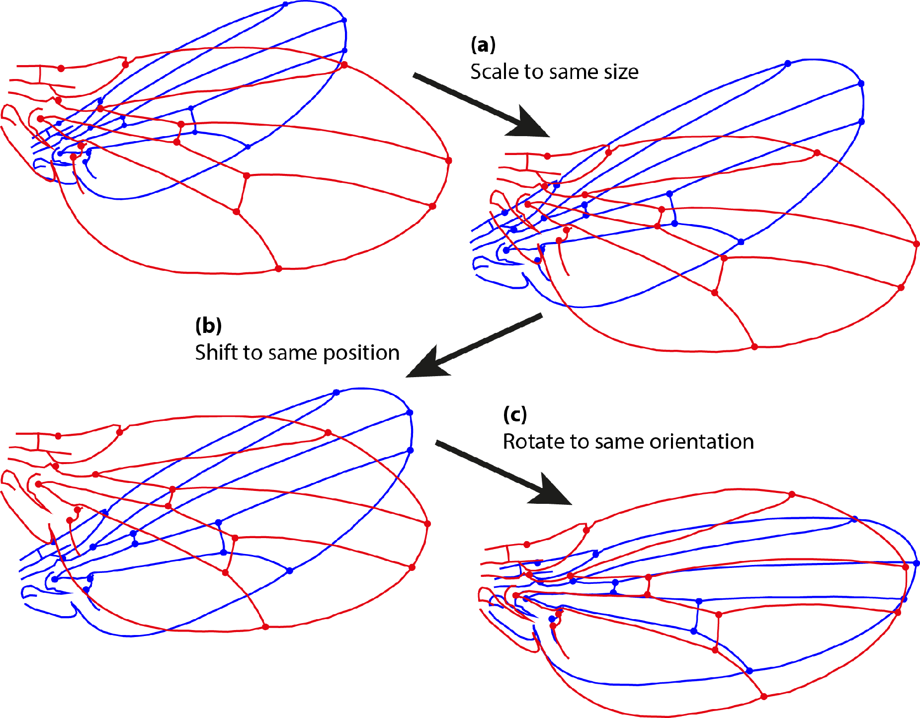 Symmetry Free Full Text Analyzing Fluctuating Asymmetry With