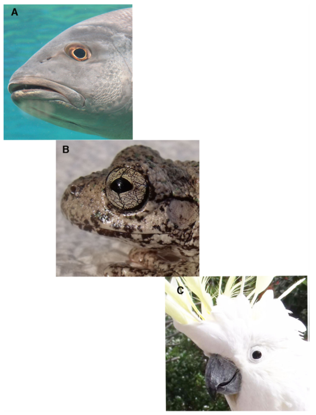 Symmetry | Special Issue : Symmetry and Asymmetry in Biology Symmetry | Special Issue : Symmetry and Asymmetry in Biology