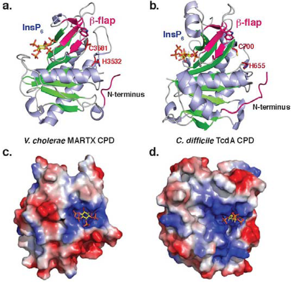 Toxins Special Issue Protein Toxins As Proteases